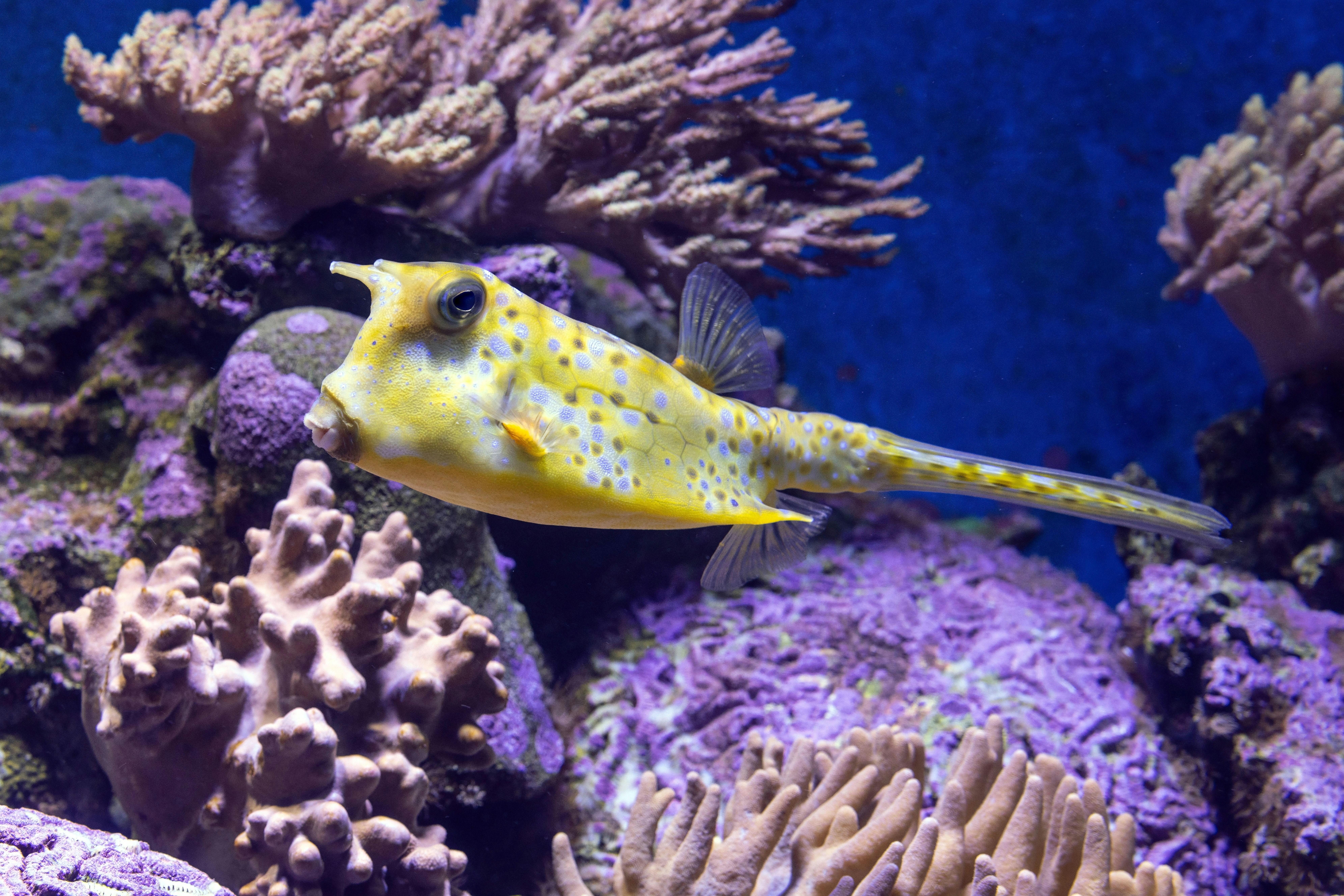 A vibrant yellow boxfish swims gracefully among colorful coral formations in a marine aquarium.