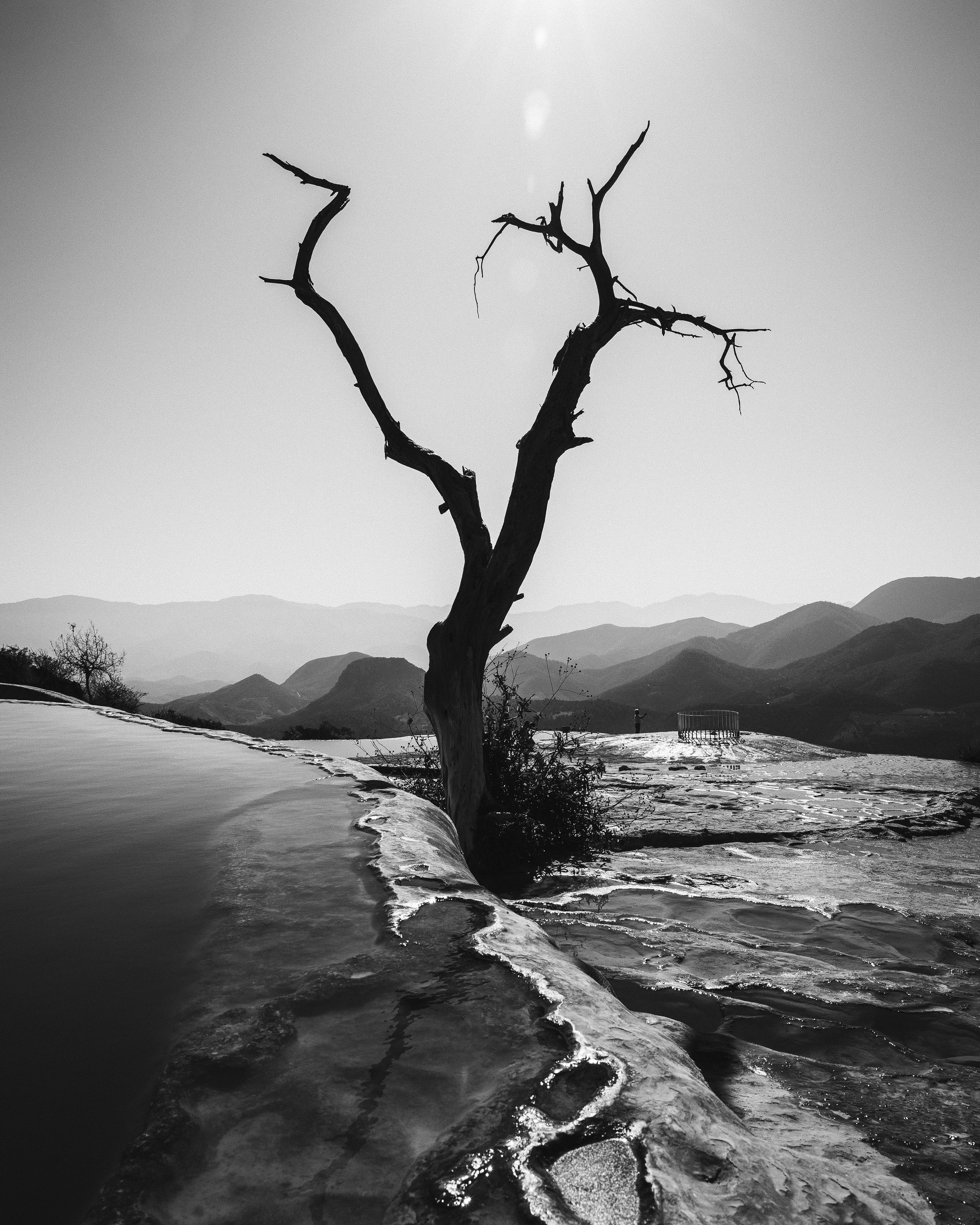 Lone Arboreal Sentinel Over a Terraced Basin