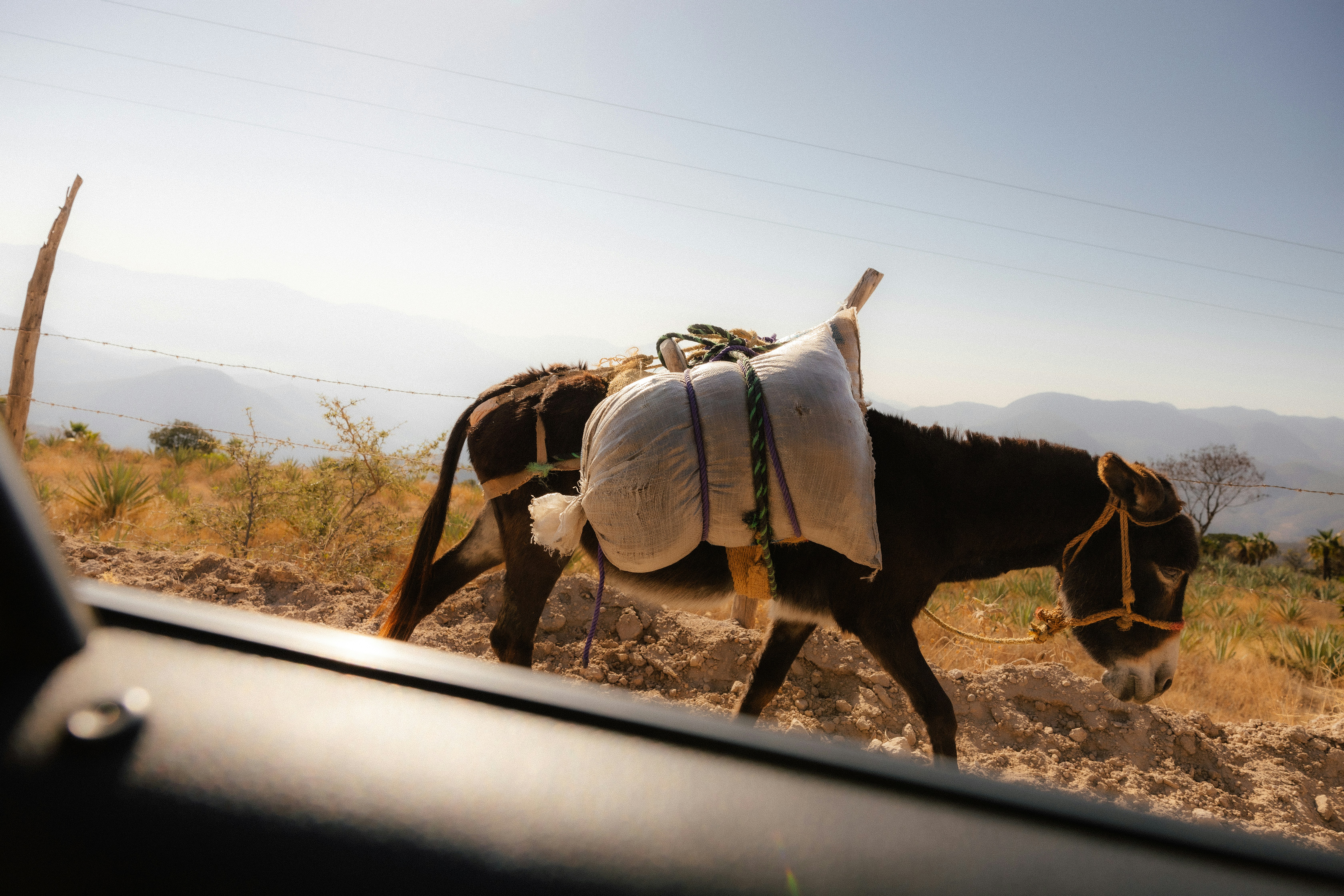 Donkey carrying sacks along a dusty path, viewed from a car window under a clear sky.