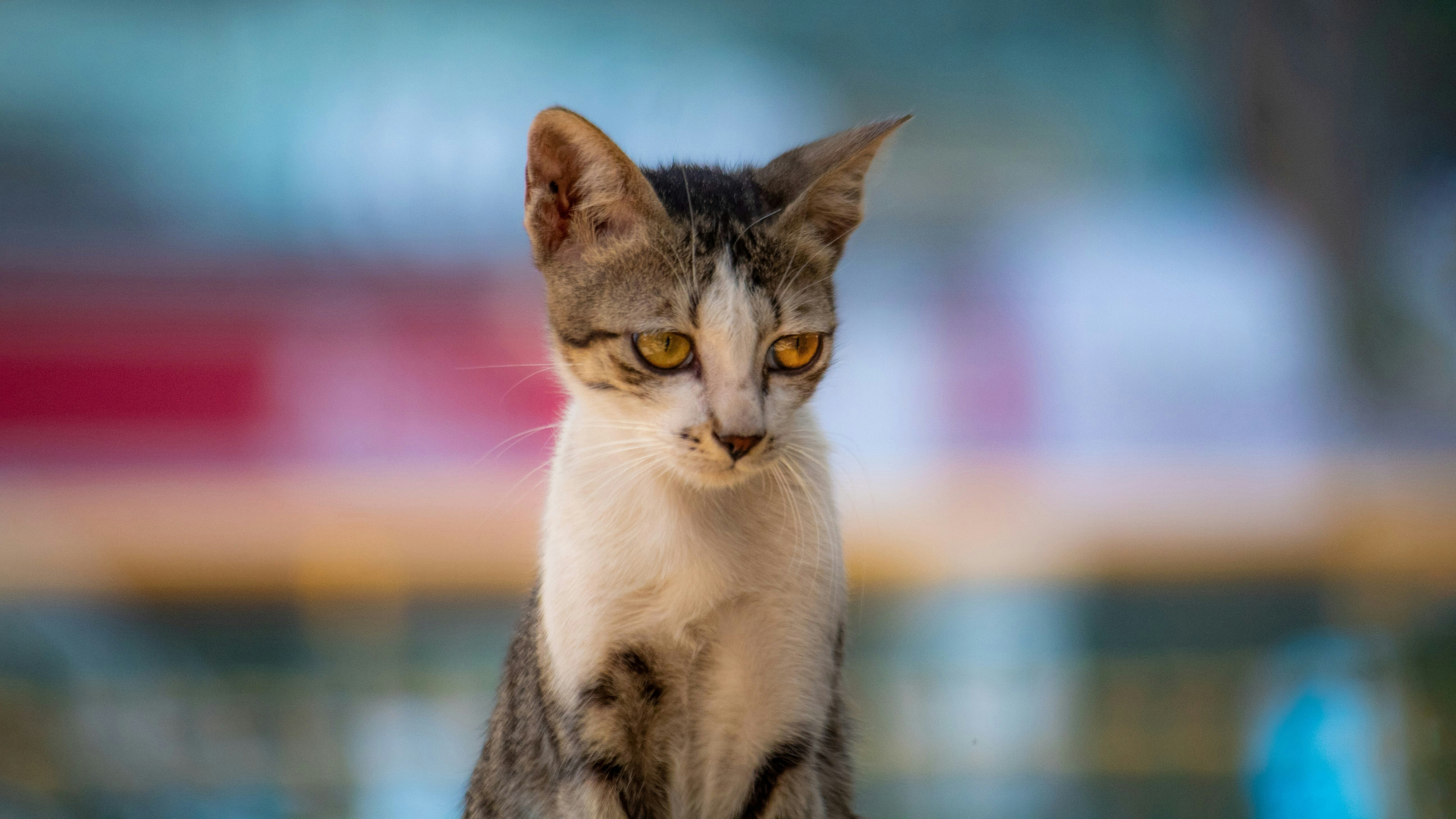 A gray and white cat looks intently. photo – Free Cat Image on Unsplash