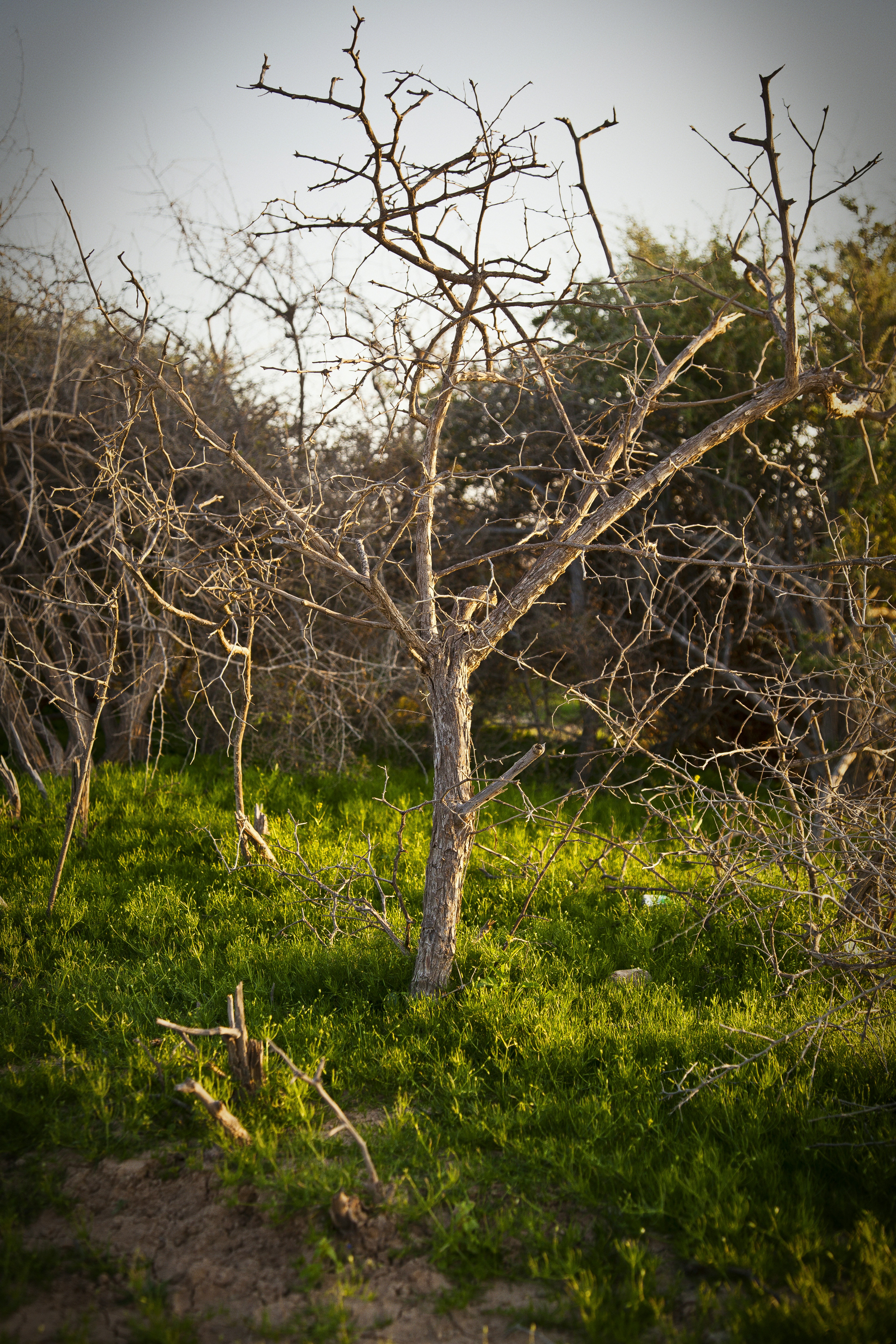 The Quiet Trunk: Centerpiece in a Sunlit, Leafless Orchard