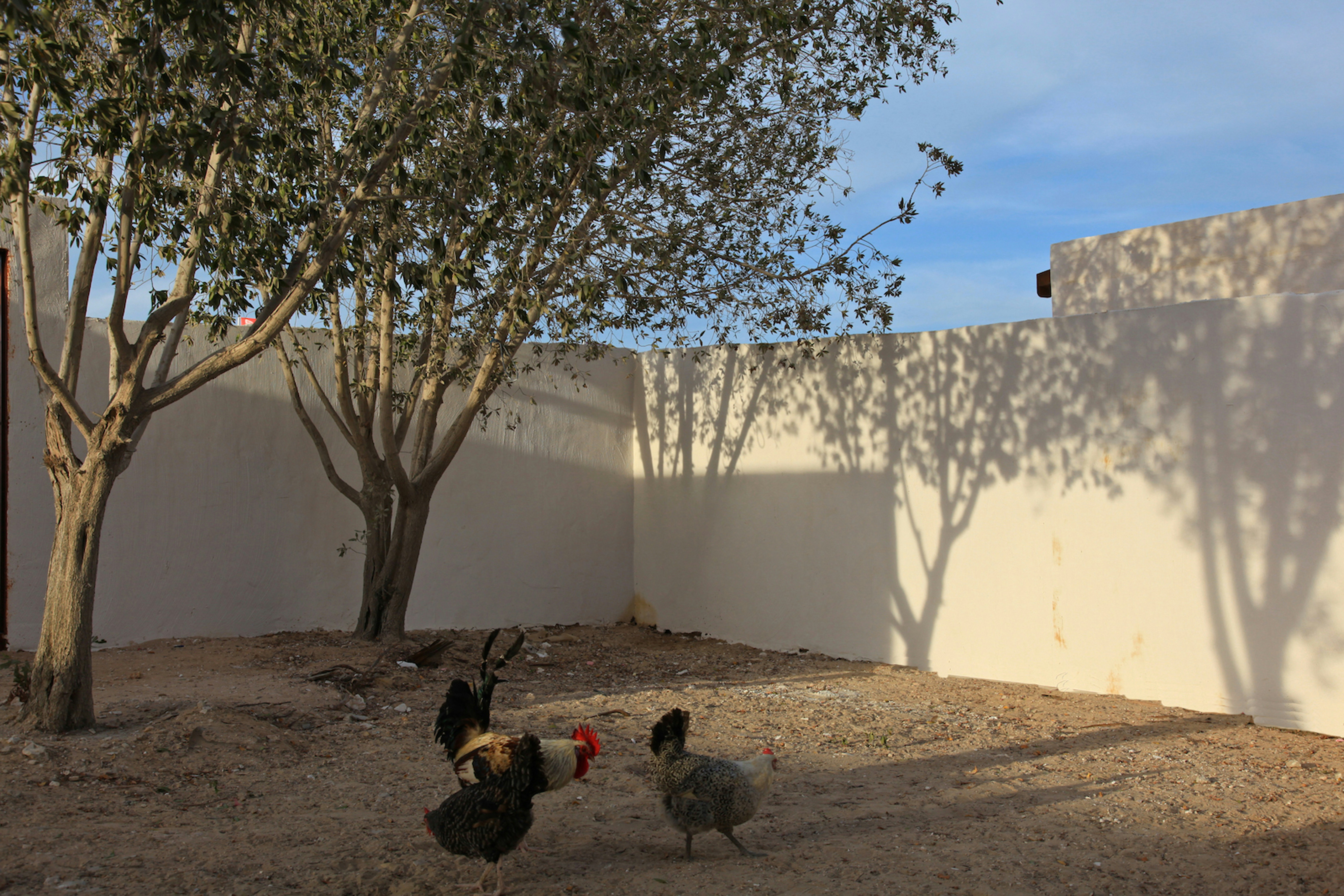 Chickens roam a courtyard with trees and shadows. photo – Free Old ...