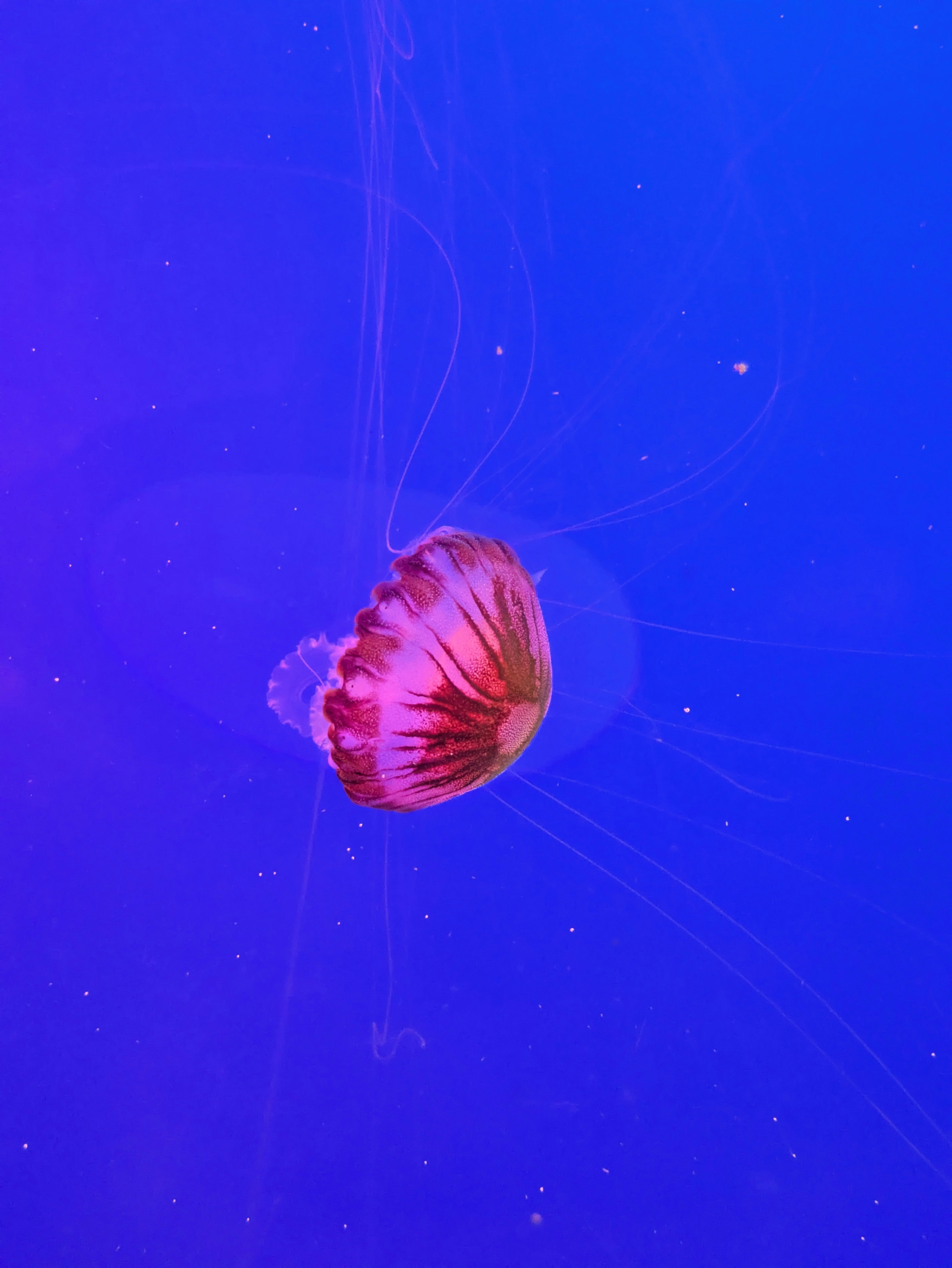 A jellyfish floats gracefully in the water.
