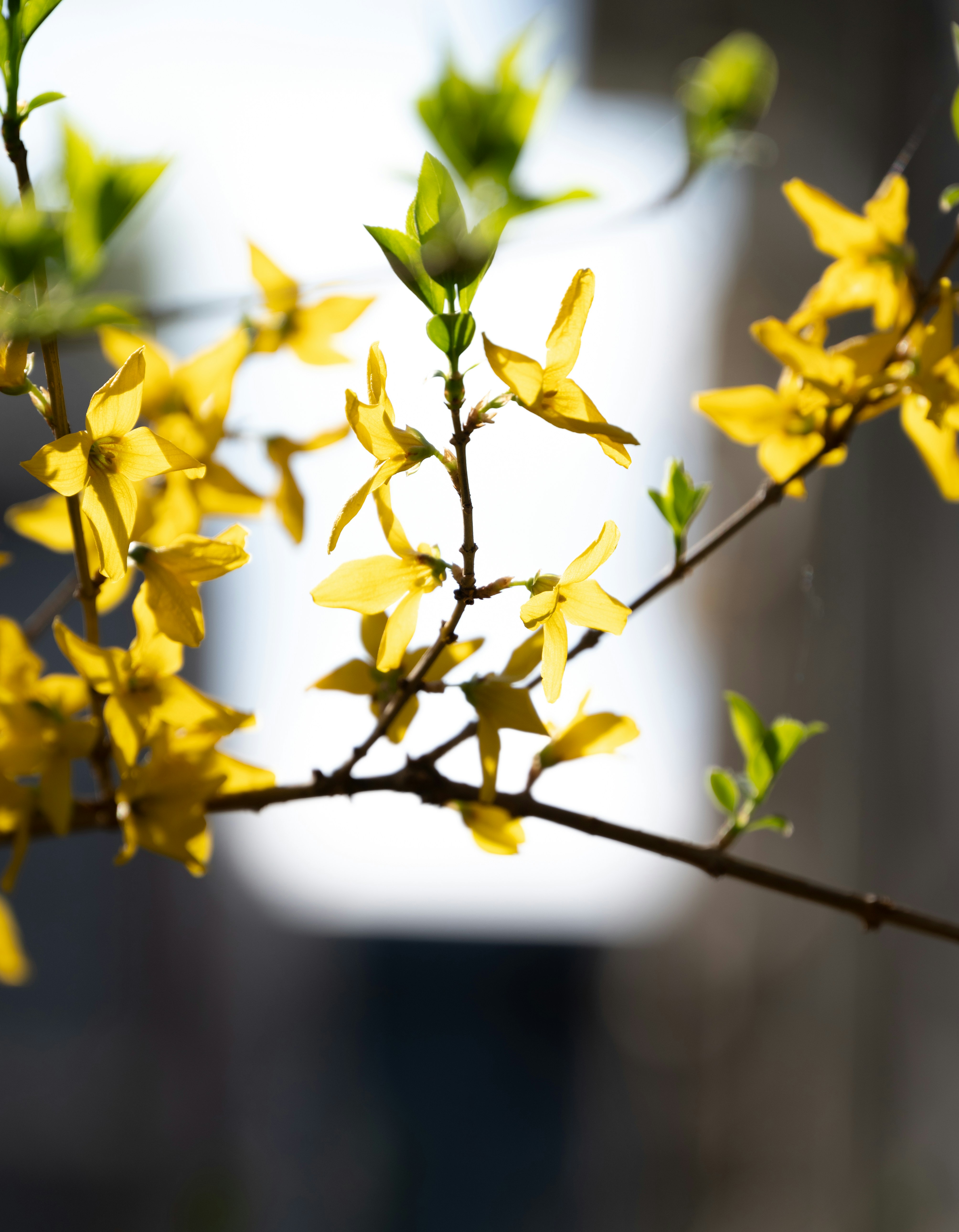 Yellow flowers bloom on a branch. photo – Free Flower Image on Unsplash