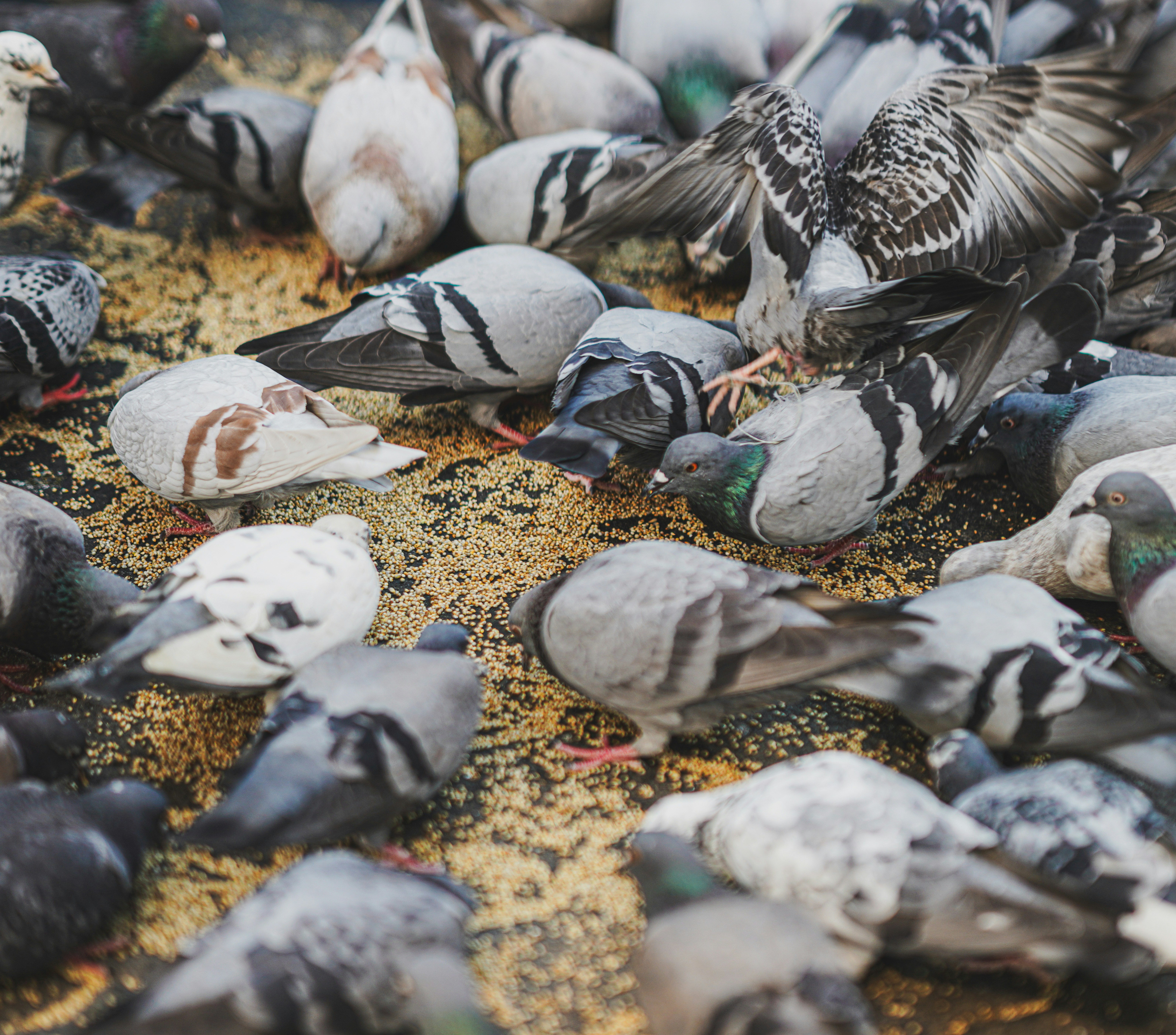 Flock of pigeons gathered on the ground, pecking at scattered grains.