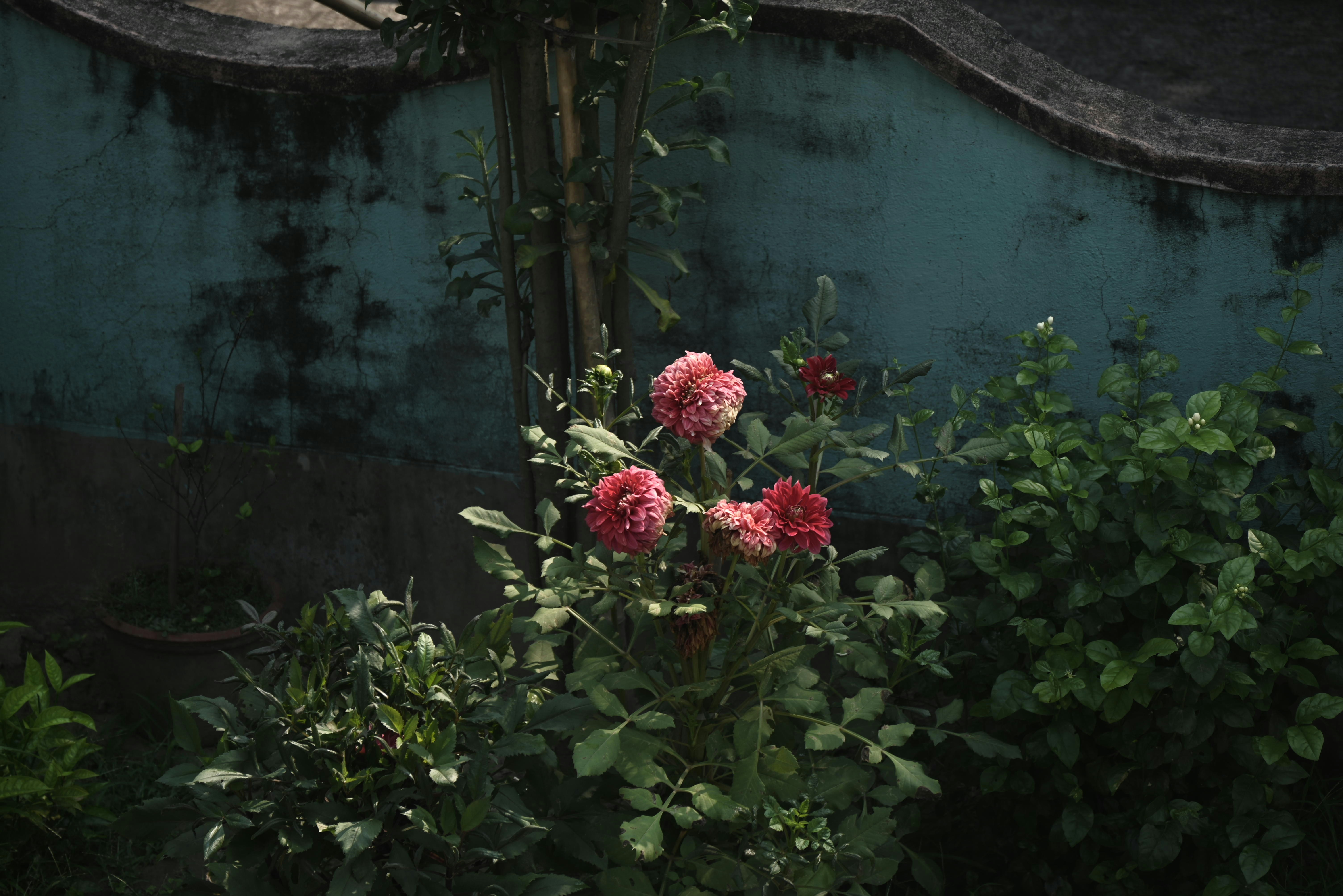 Pink Roses Against a Weathered Blue Wall in Quiet Garden Light
