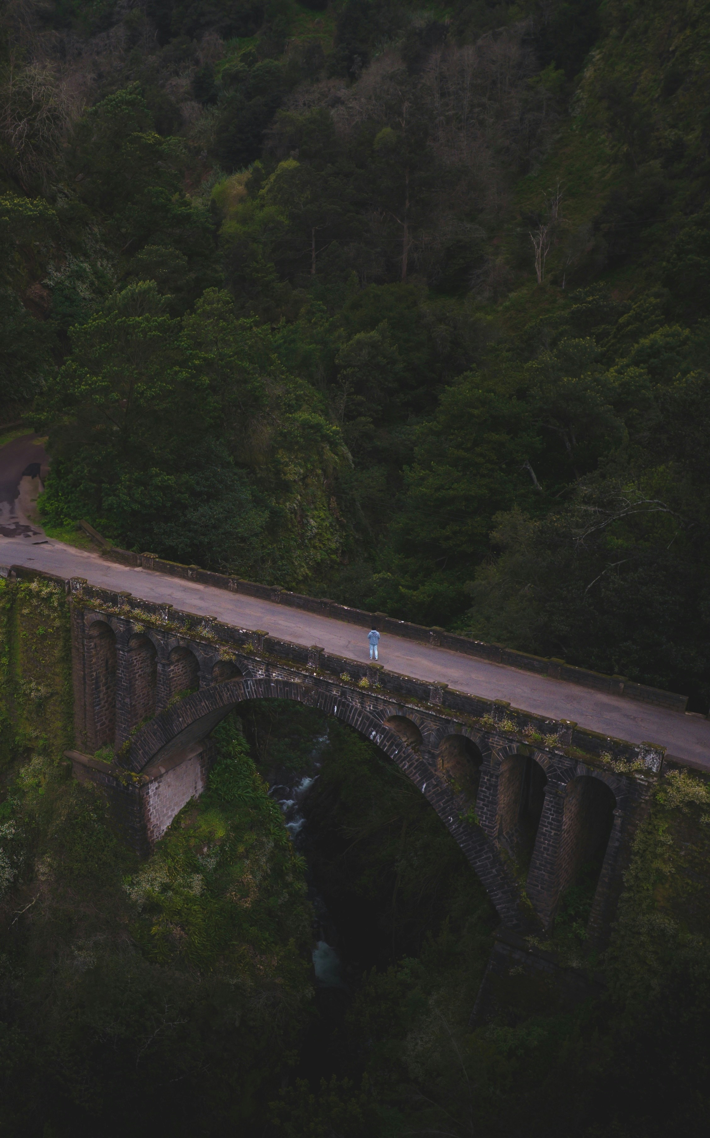 Stone bridge stretches over a lush forested gorge, enveloped in deep green foliage.
