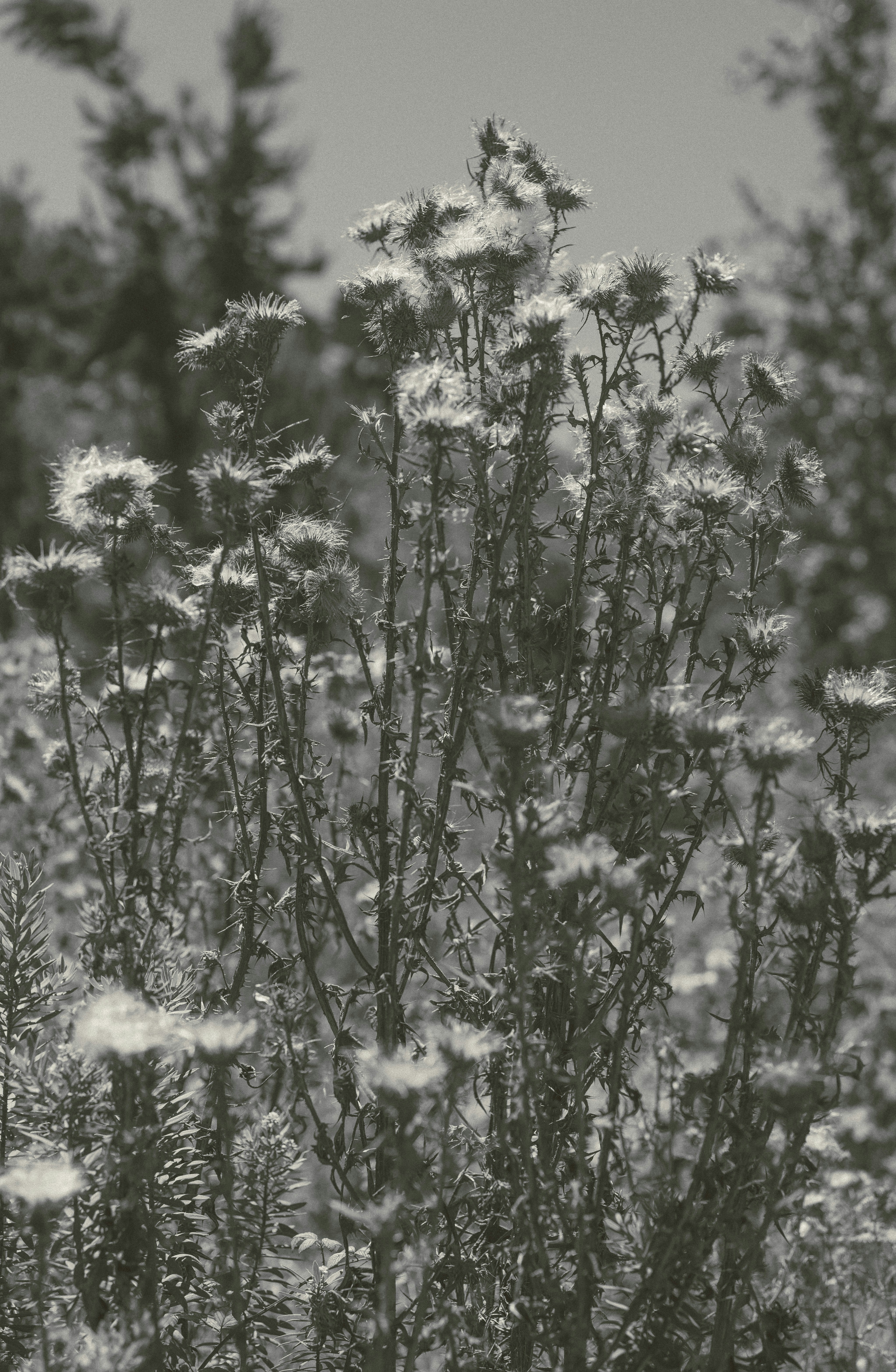 Silvery Seedhead Chorus in a Quiet Meadow
