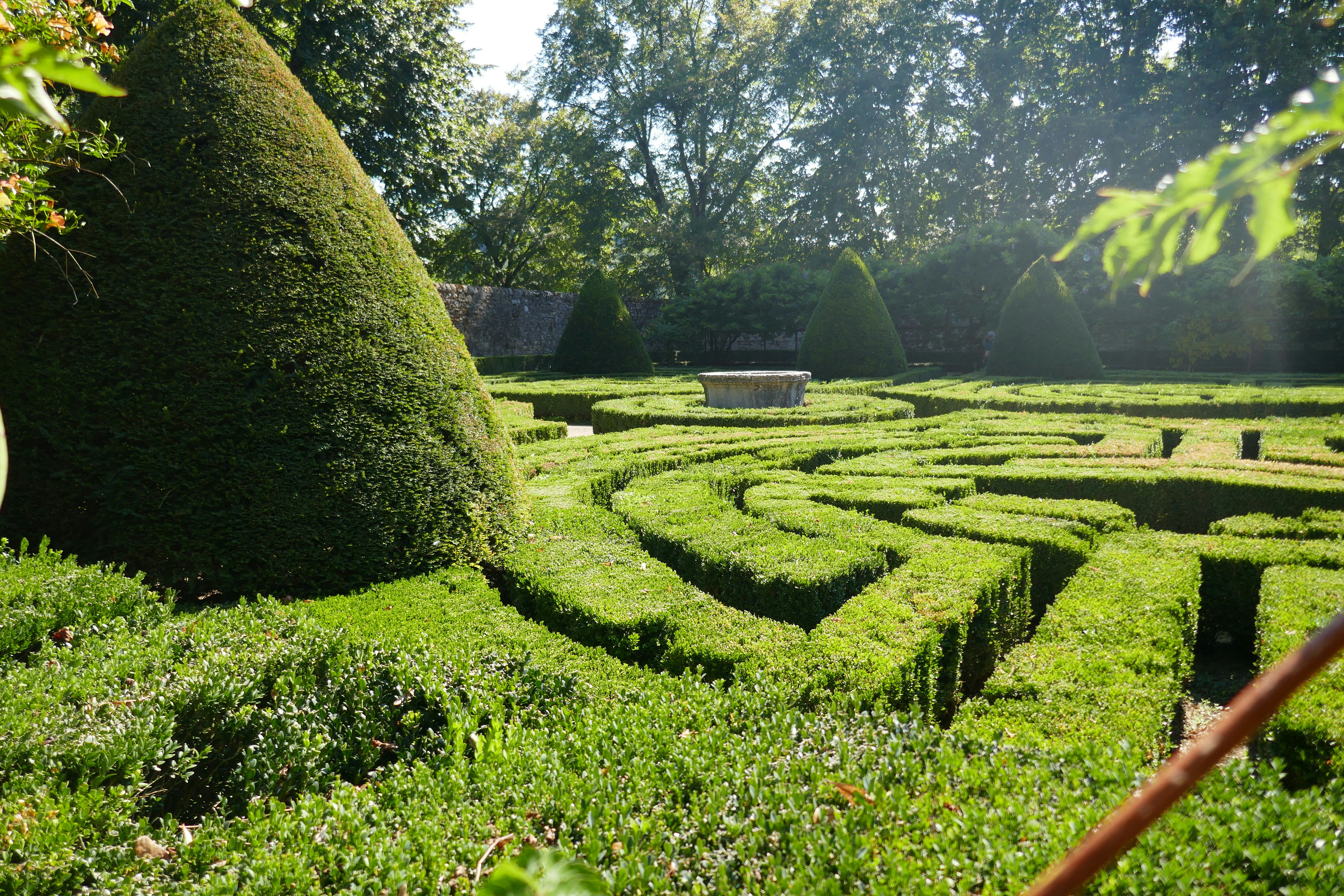 Intricately trimmed hedges form a geometric pattern in a sunlit garden, with a large conical topiary in the foreground.