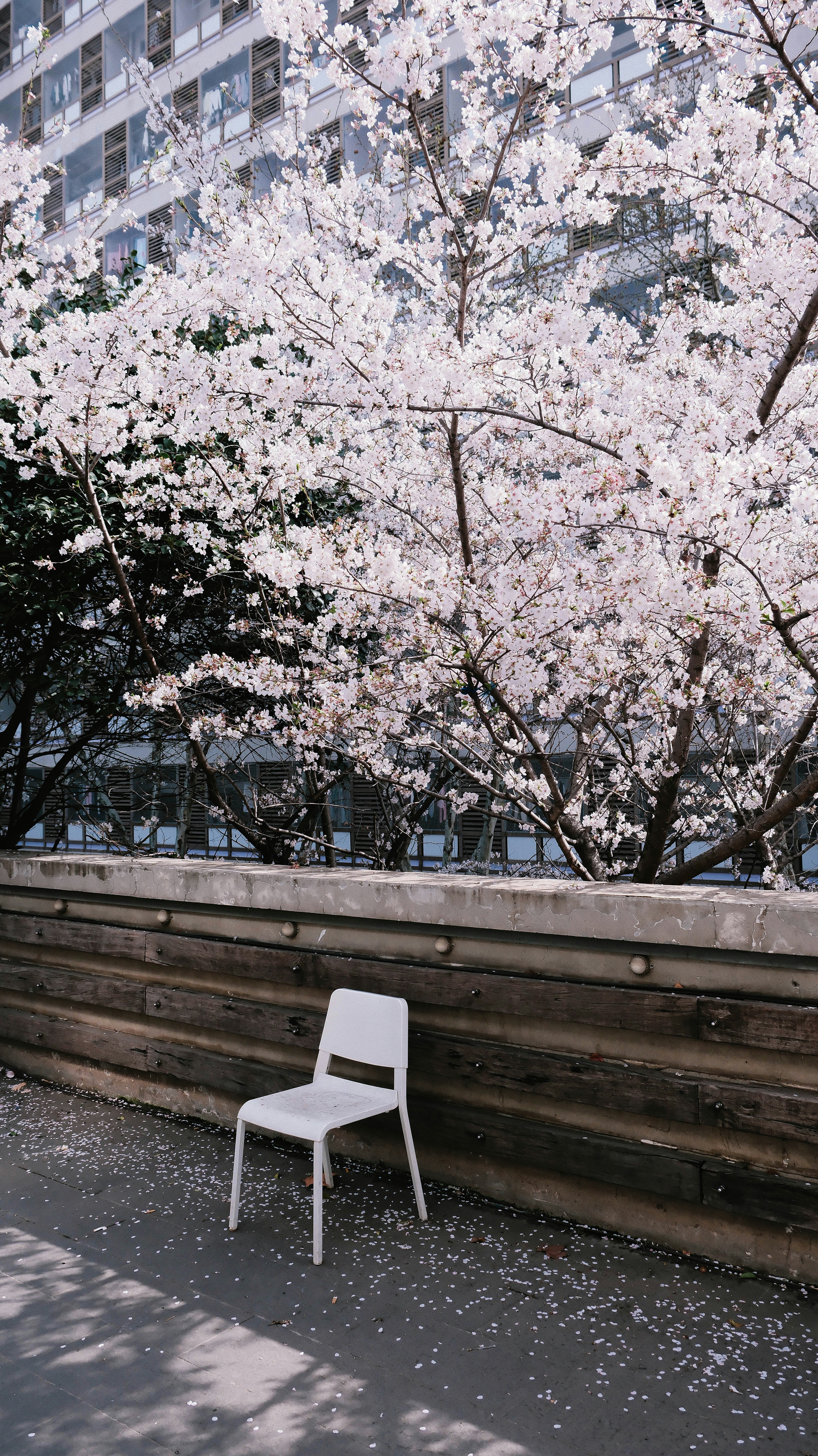 Solitary White Chair Under a Sakura Canopy in an Urban Light