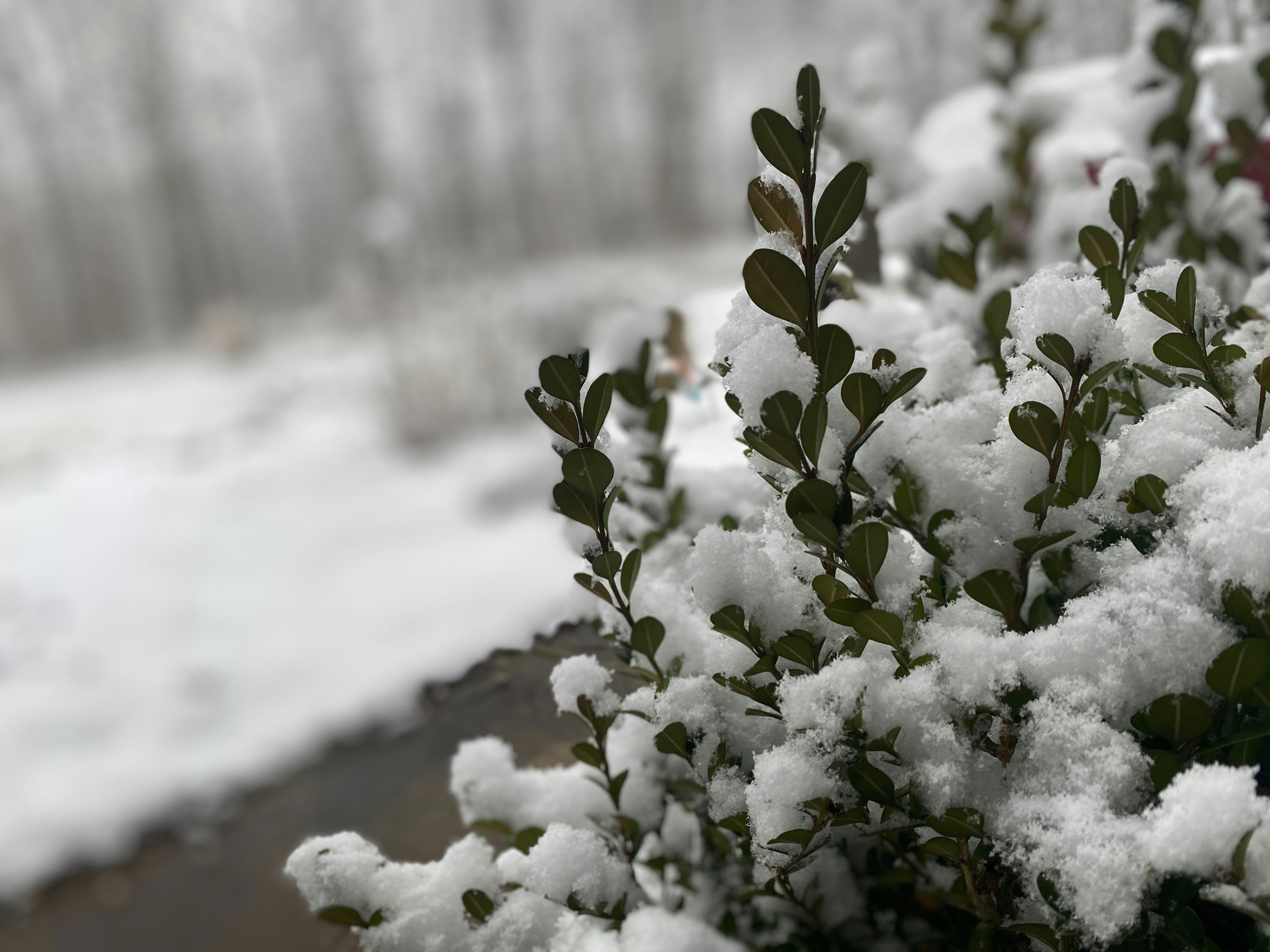 Whispers of Winter: A Snow-Covered Embrace