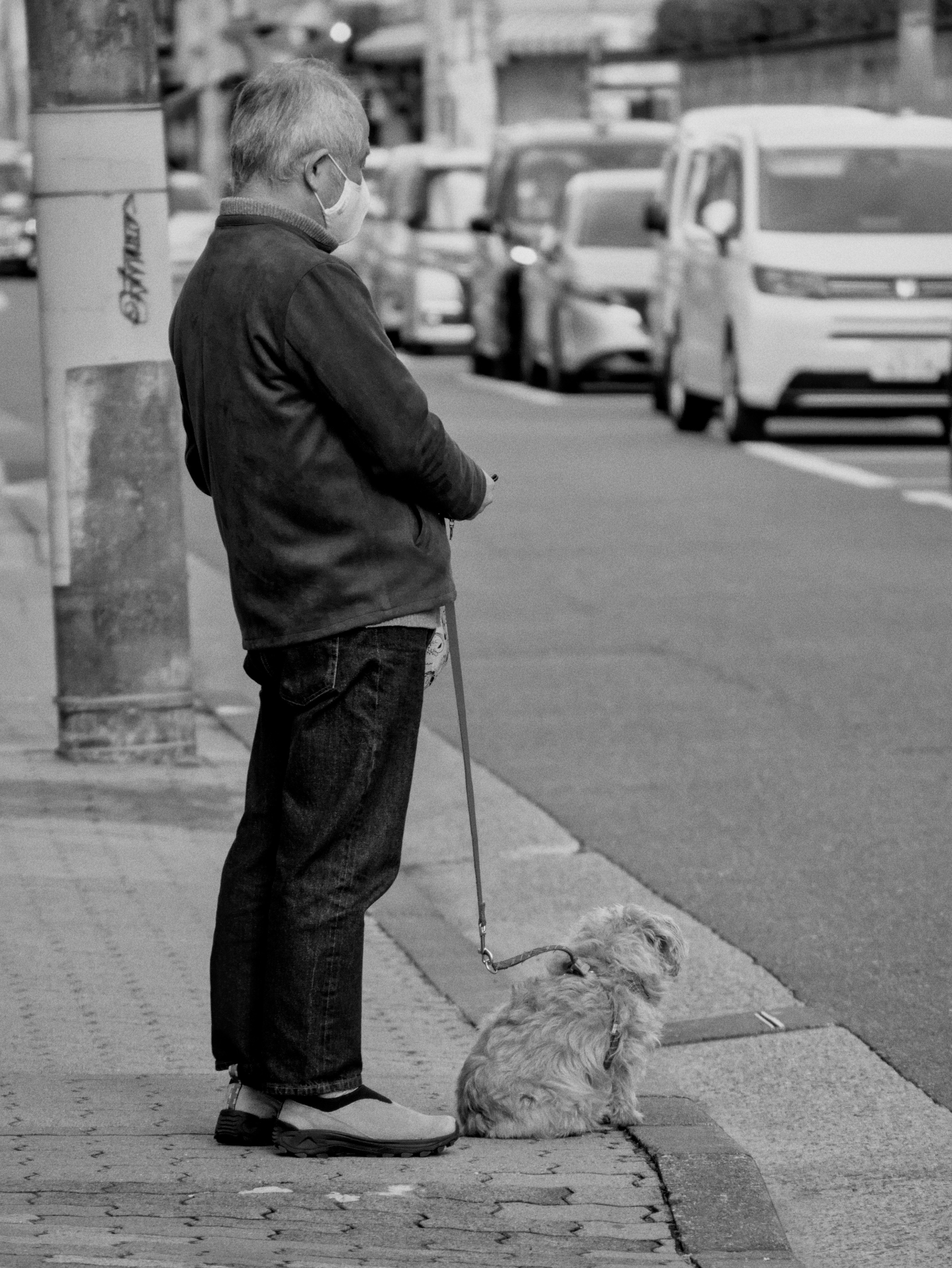 Leash and Mask: A Quiet Street Moment Amid Passing Traffic