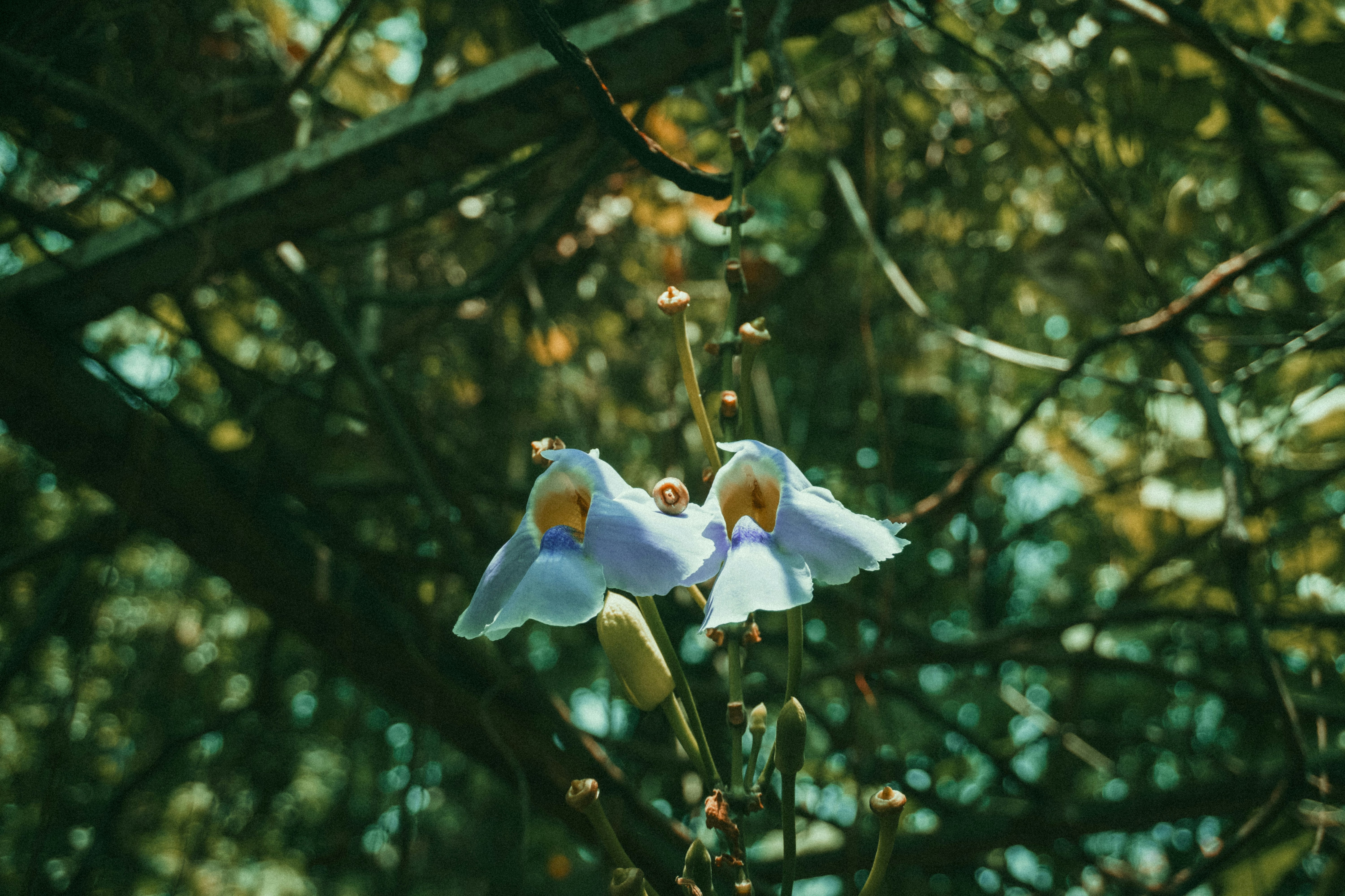 Blue-tinged orchids framed by a sun-dappled forest canopy