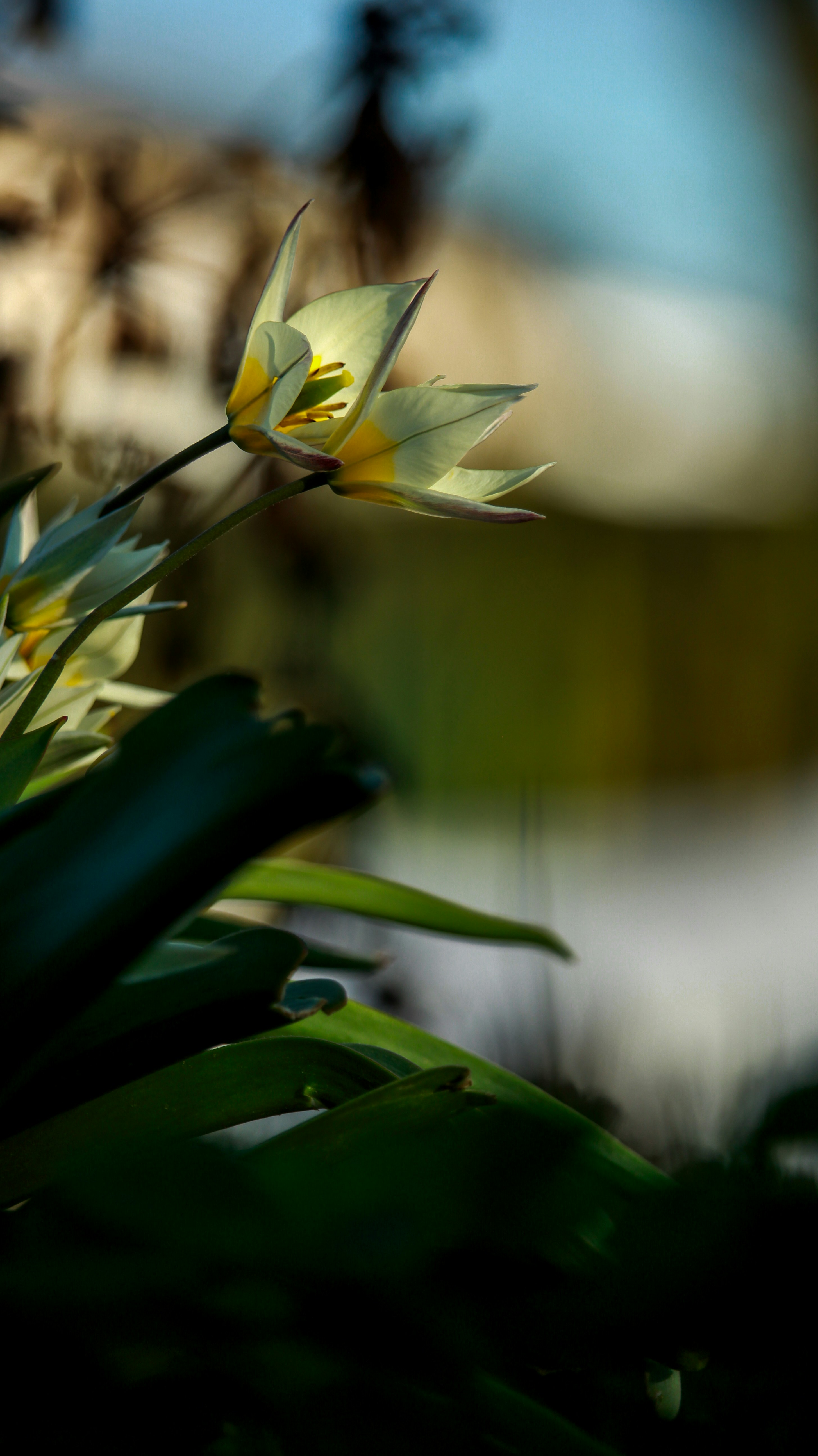 Close-up of a pale yellow lily-like bloom against a blurred garden backdrop