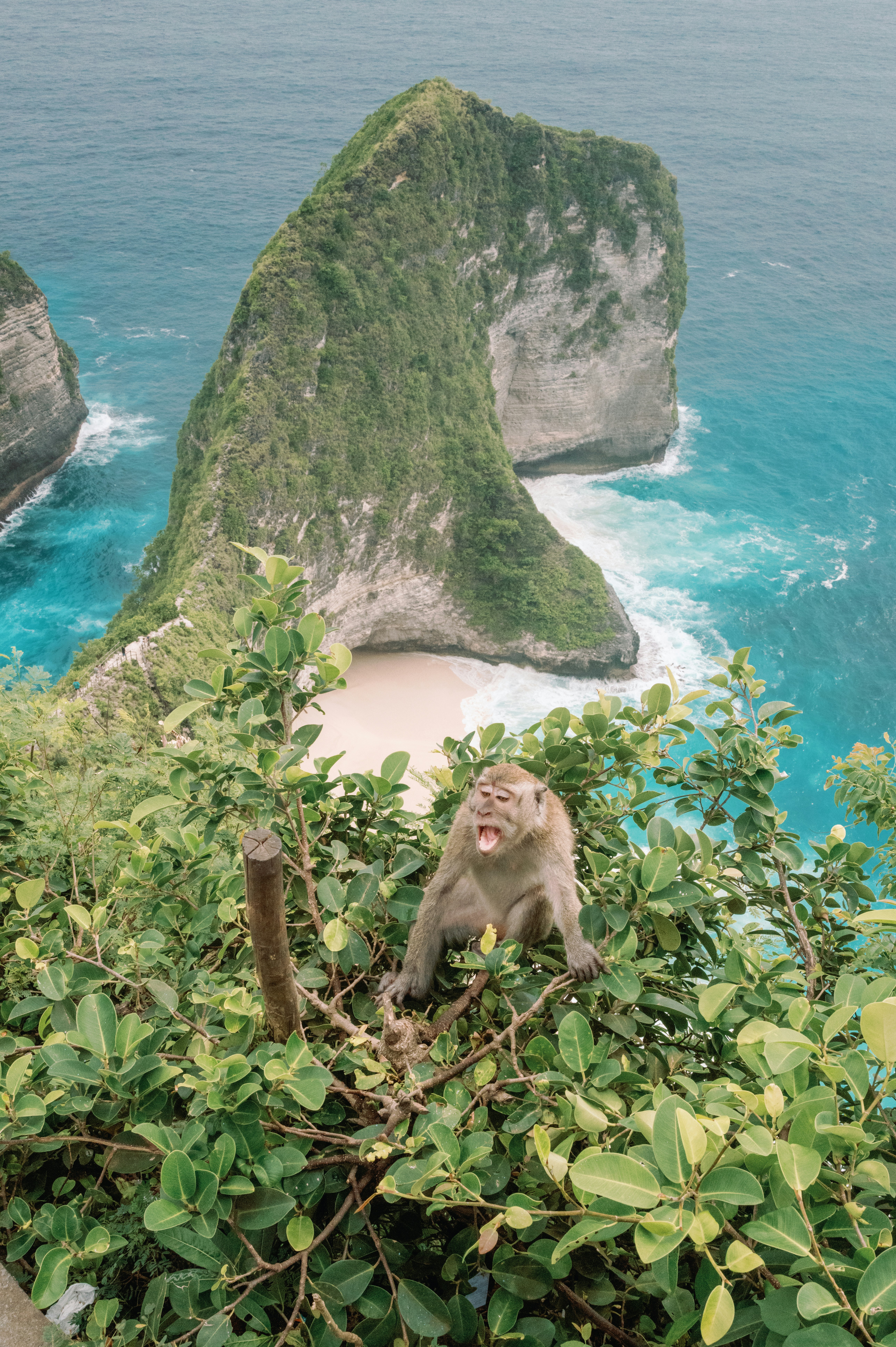 Curious Monkey Perched on a Green Cliff Above Turquoise Seas