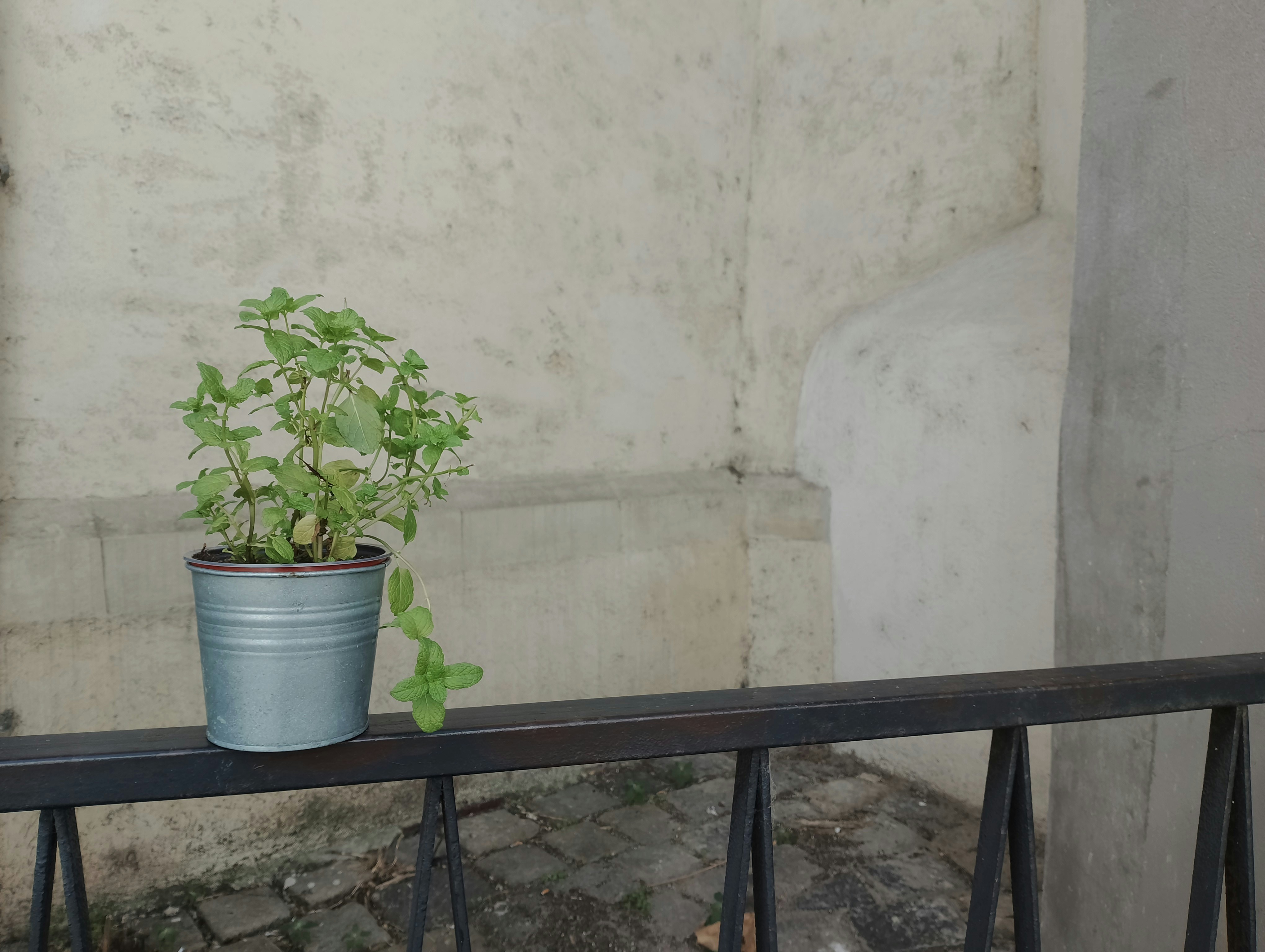 Green on the Rails: A Tiny Plant Anchors an Urban Scene