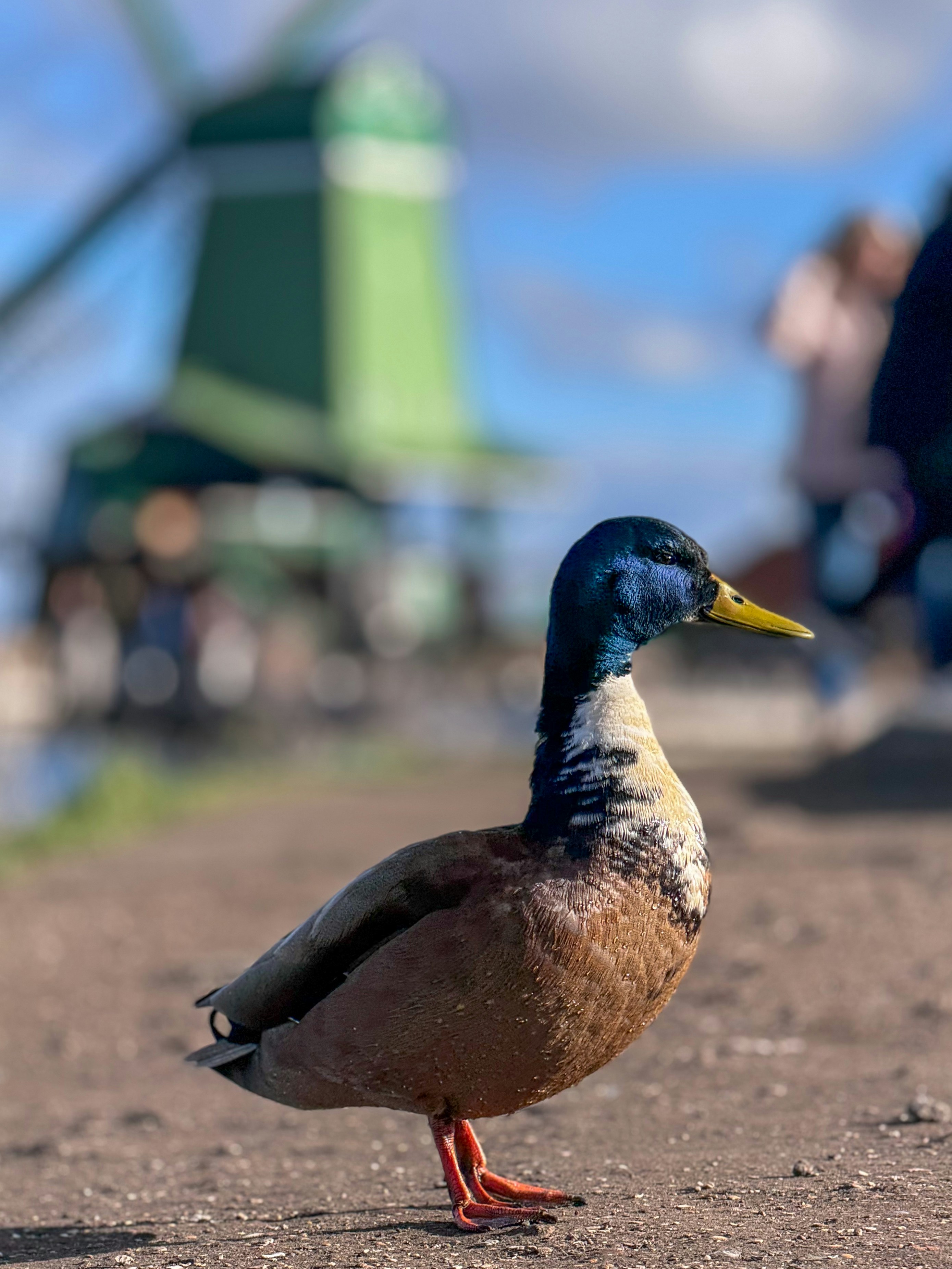 A duck poses proudly in front of a windmill. photo – Free Animal Image ...