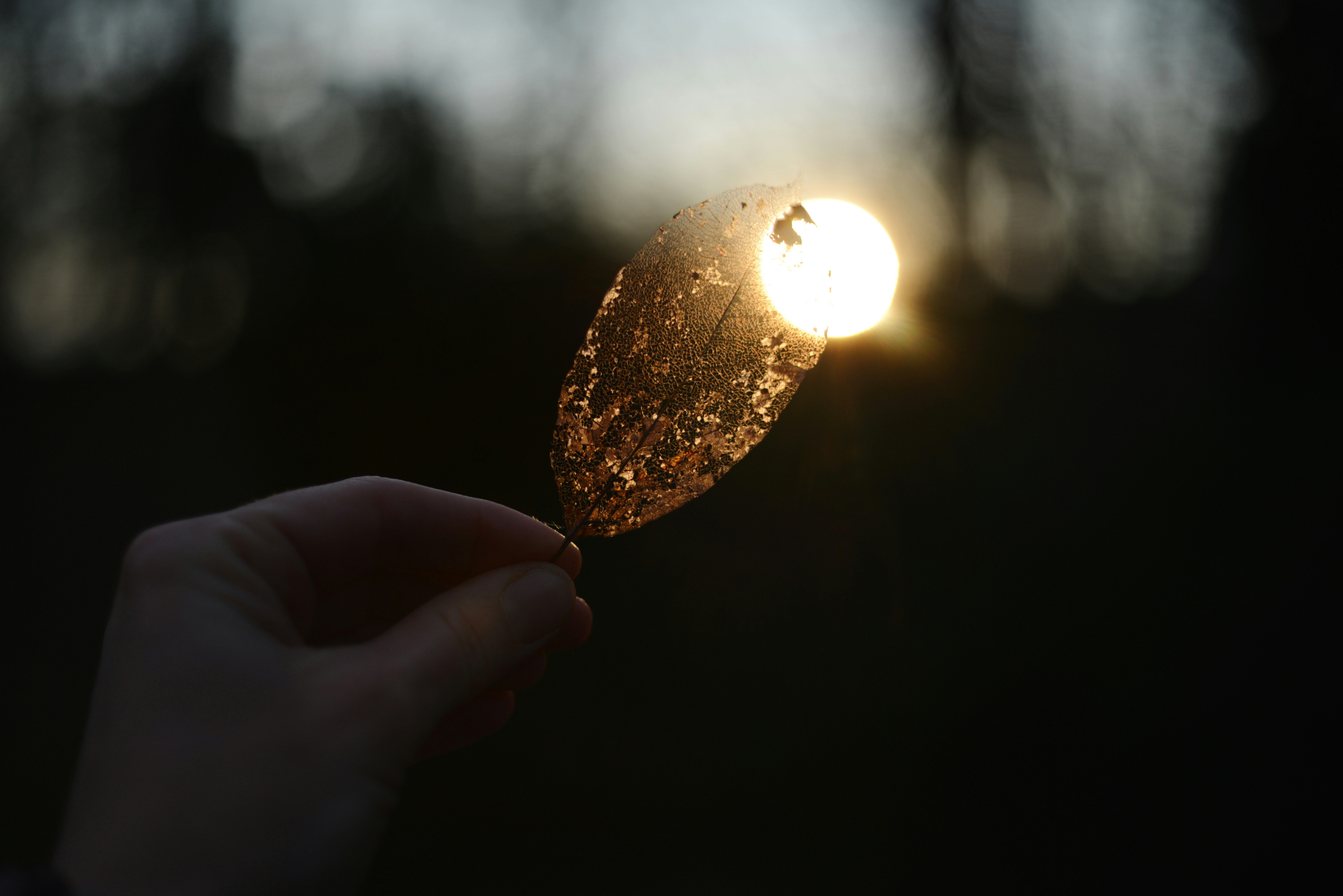 Gold-veined leaf held to the fading sun