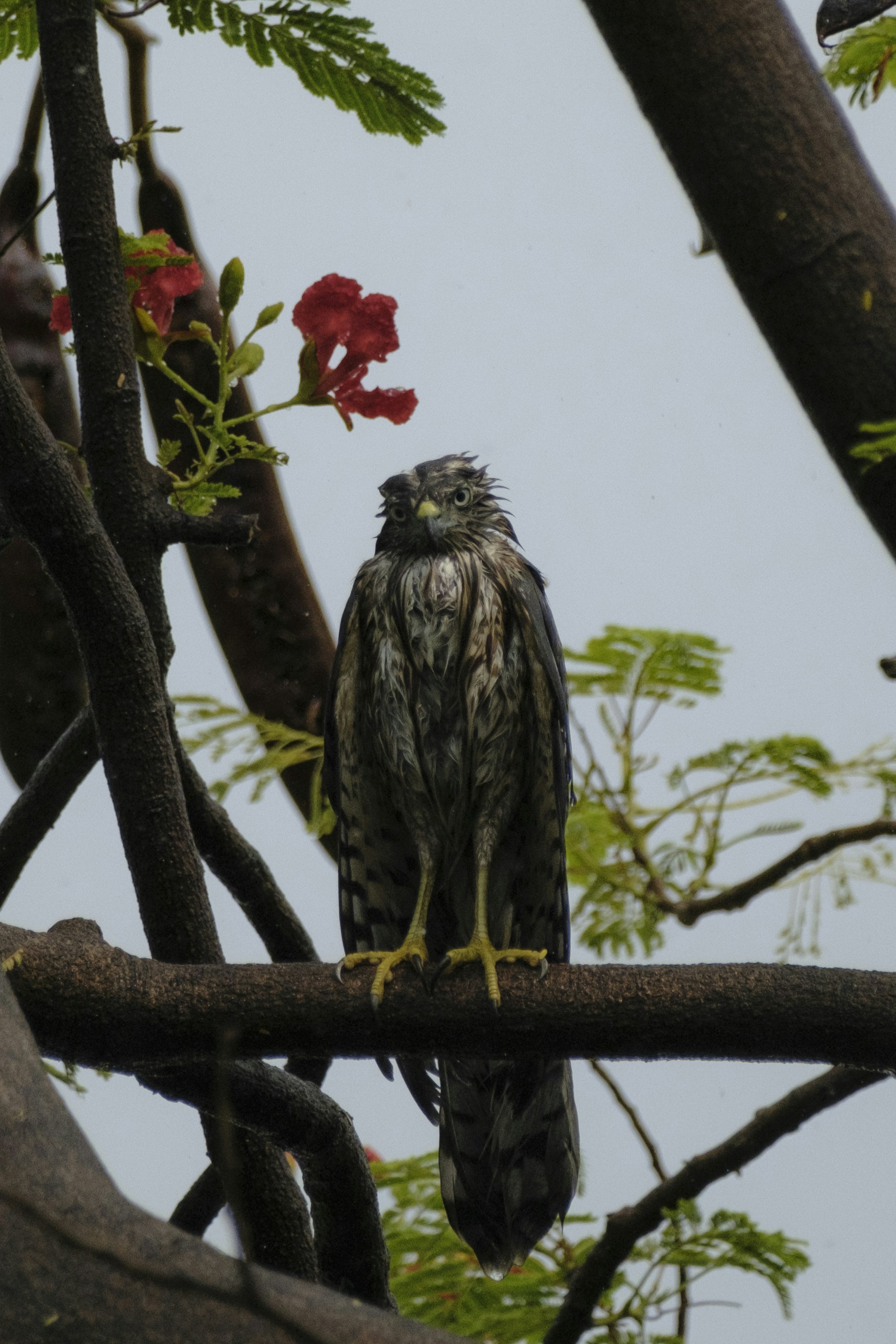 Solitary Kite Amidst the Raindrops