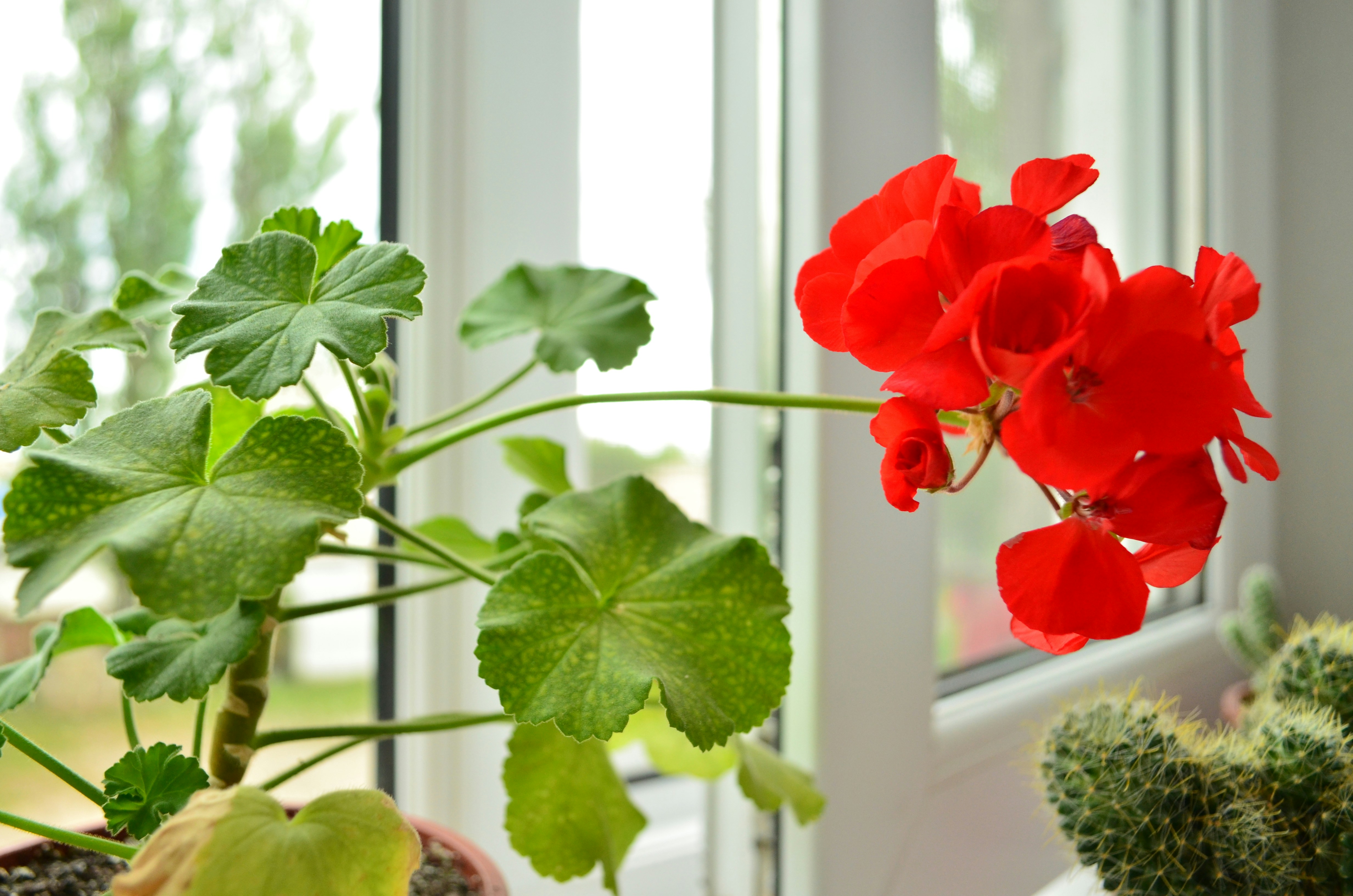 Crimson Geranium on a Sunlit Windowsill: Quiet Greenery and Bold Petals