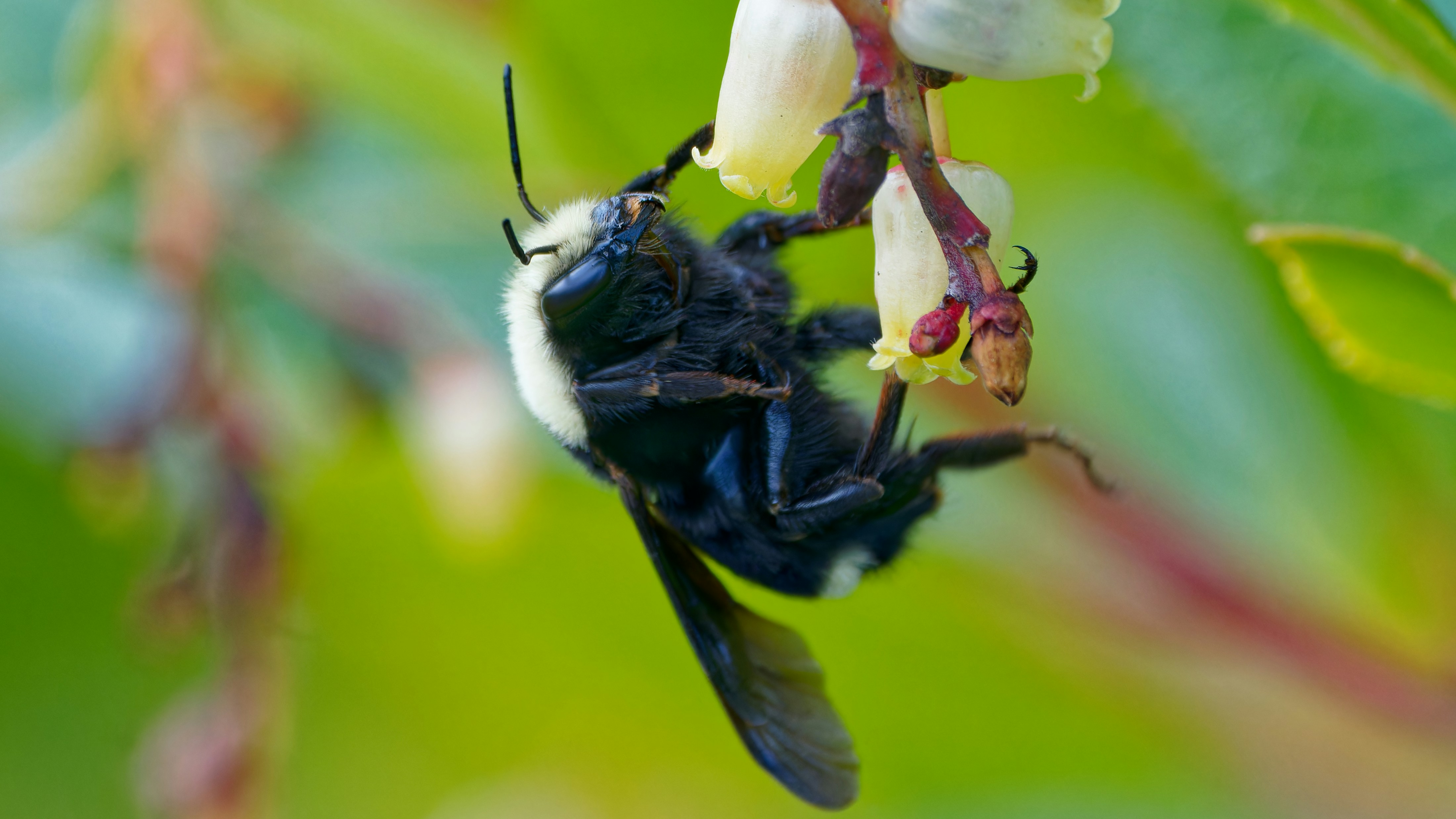Whispered Nectar: A Bumblebee on a Pale Blossom