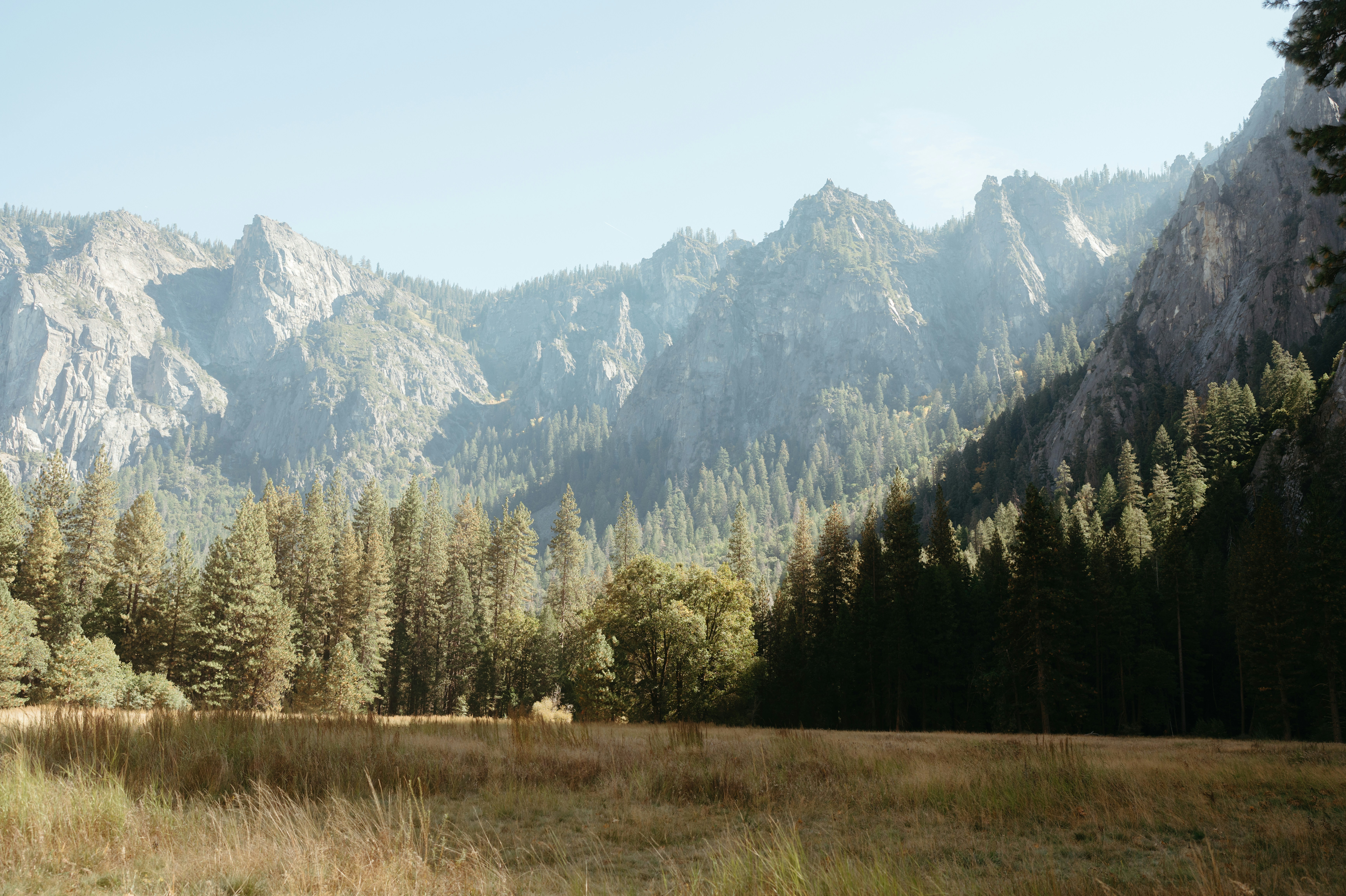 Forest meadow with towering pine trees against rugged mountain backdrop in soft daylight.
