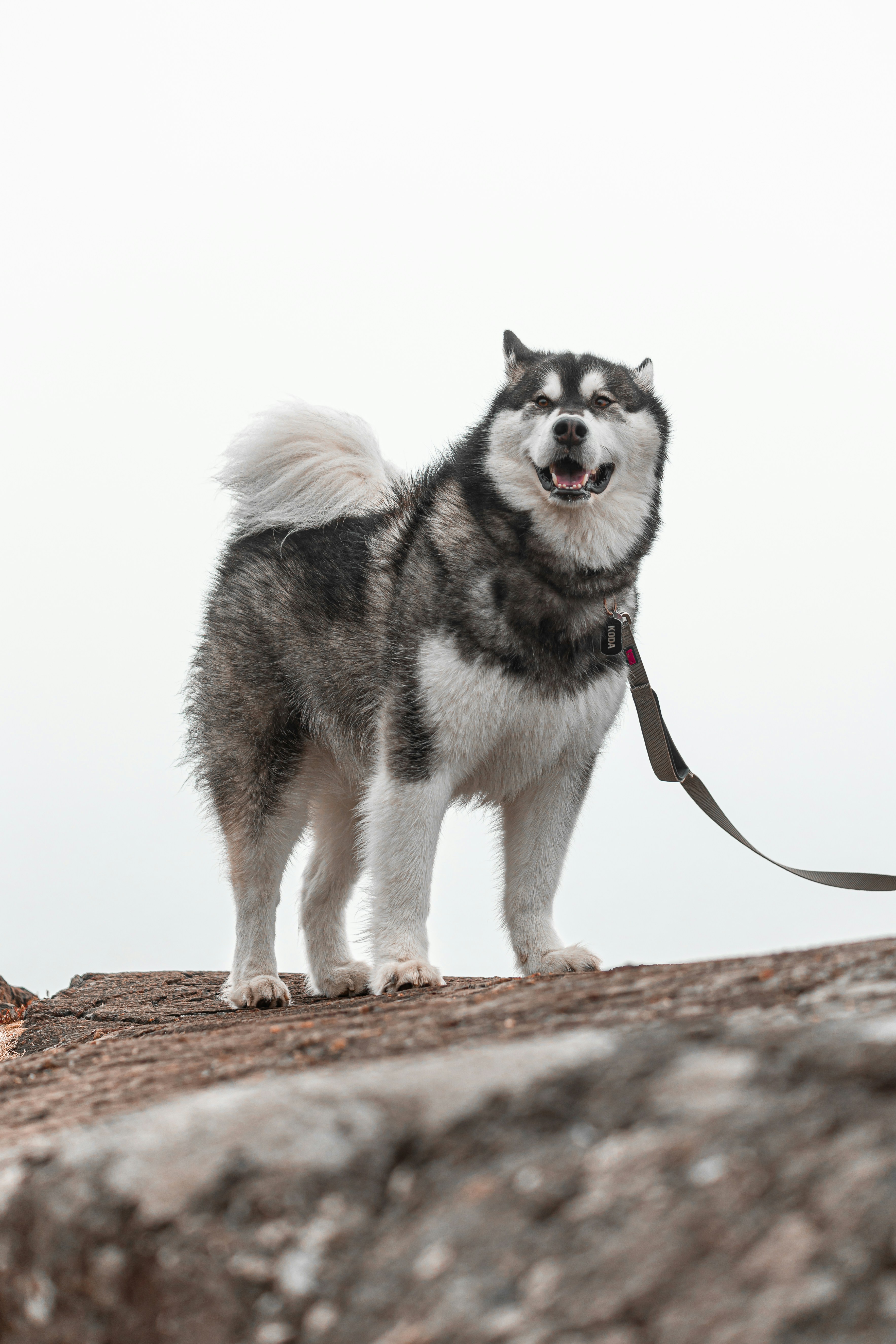 A happy husky poses on a rock. photo – Free Portrait Image on Unsplash