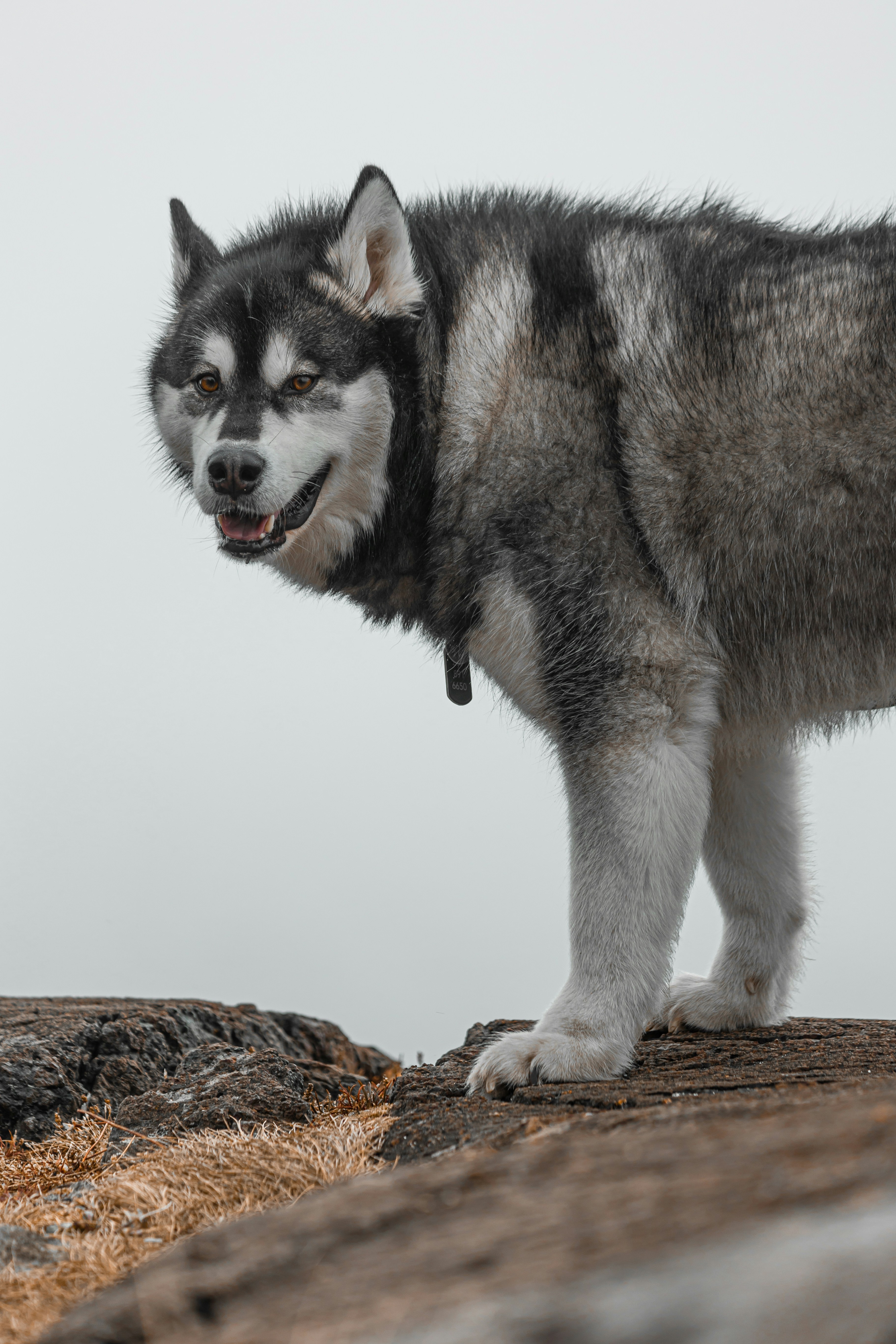 A husky dog stands proudly on a rock. photo – Free Portrait Image on ...
