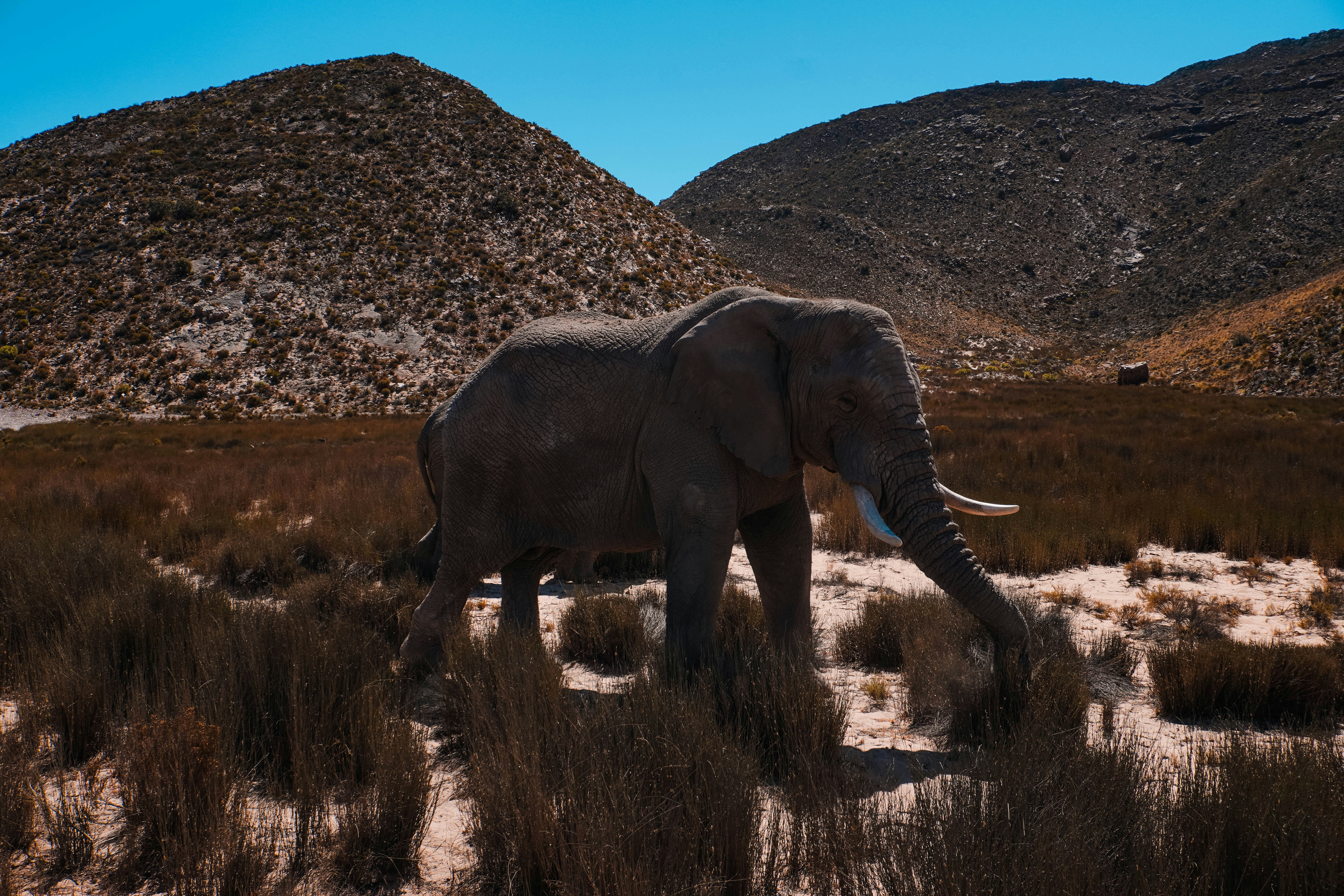 Desert Elephant in a Sunlit Basin