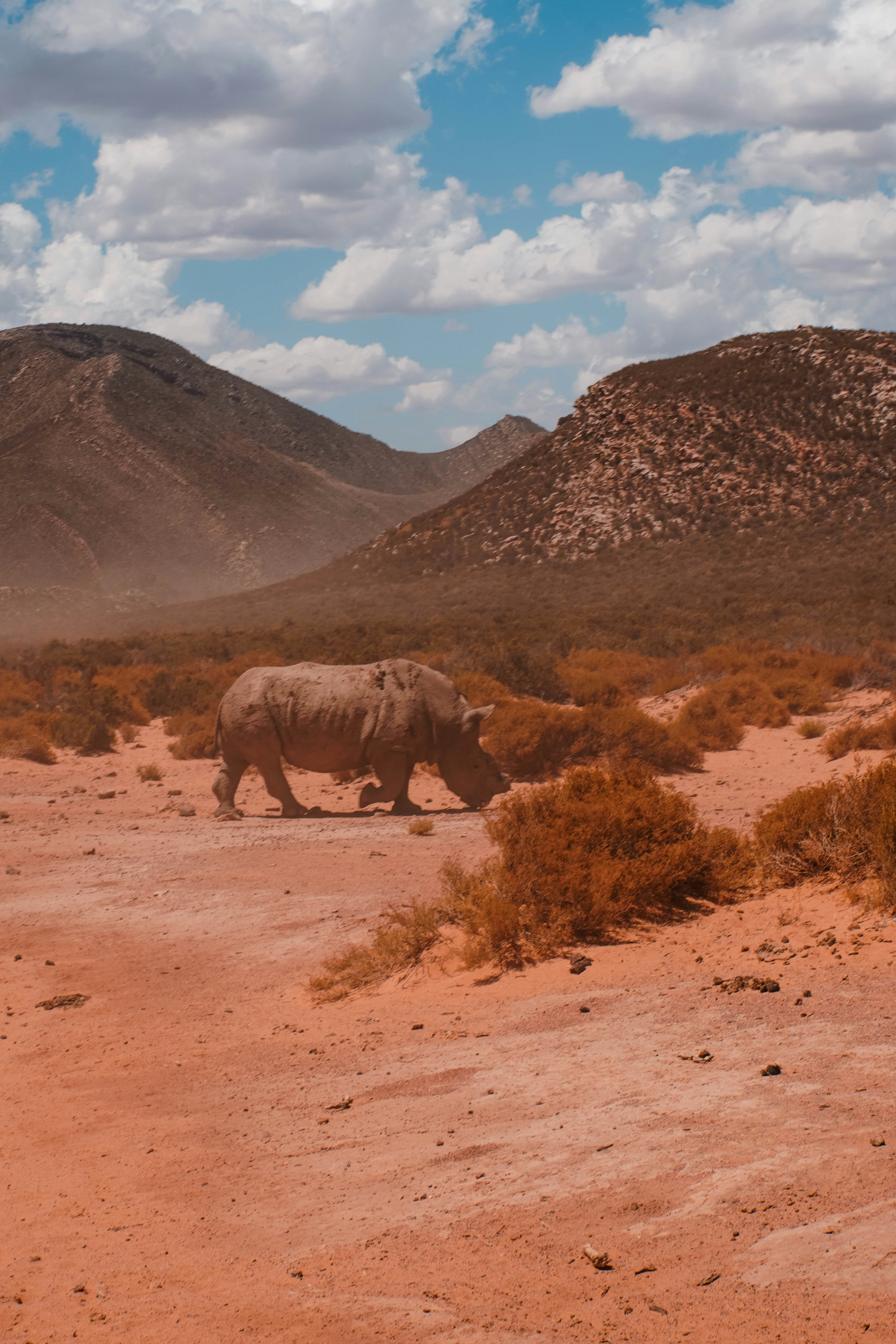 Copper Sands, Silent Dunes: A Rhino’s Desert Crossing