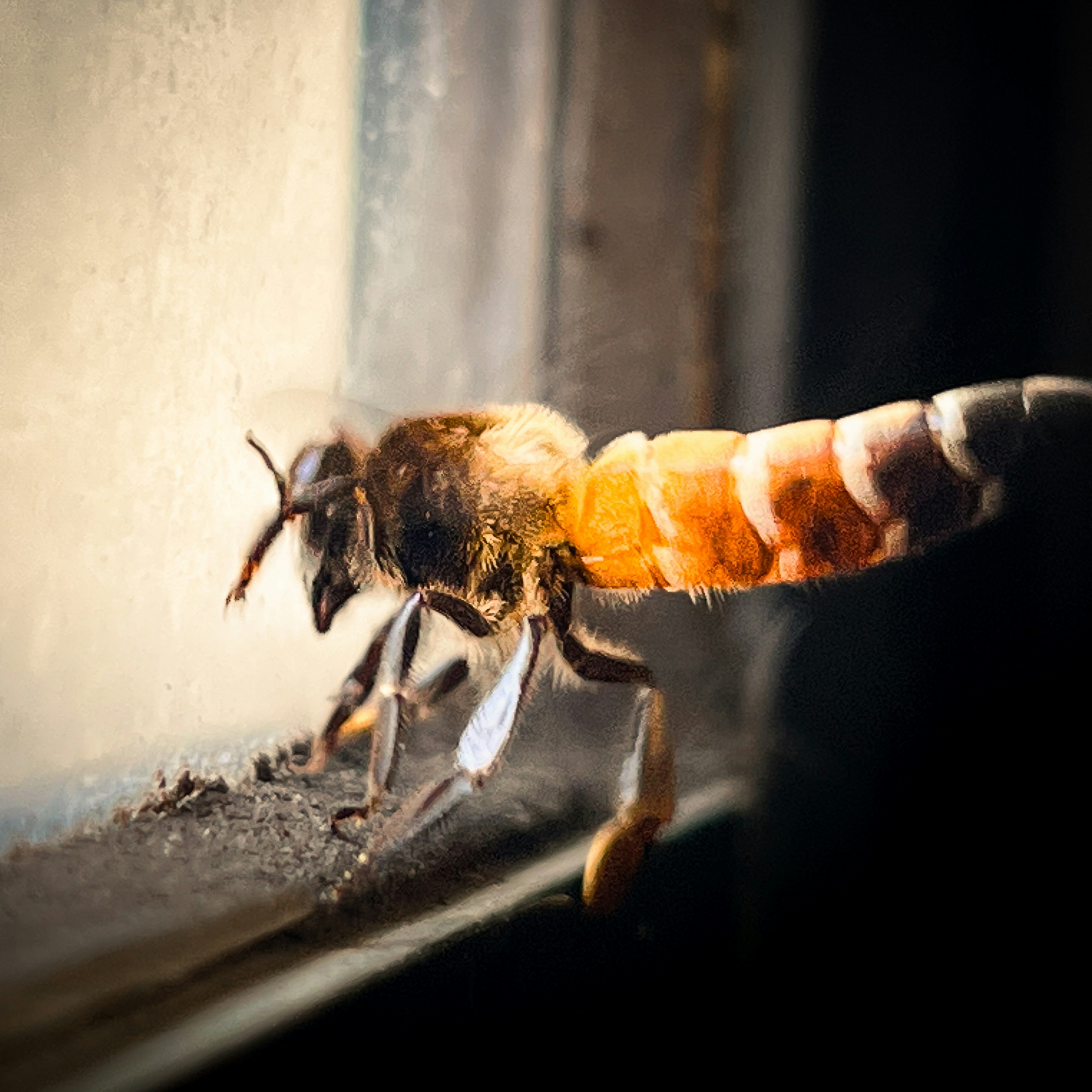 Amber-Banded Dragonfly on a Window Sill: A Micro Portrait