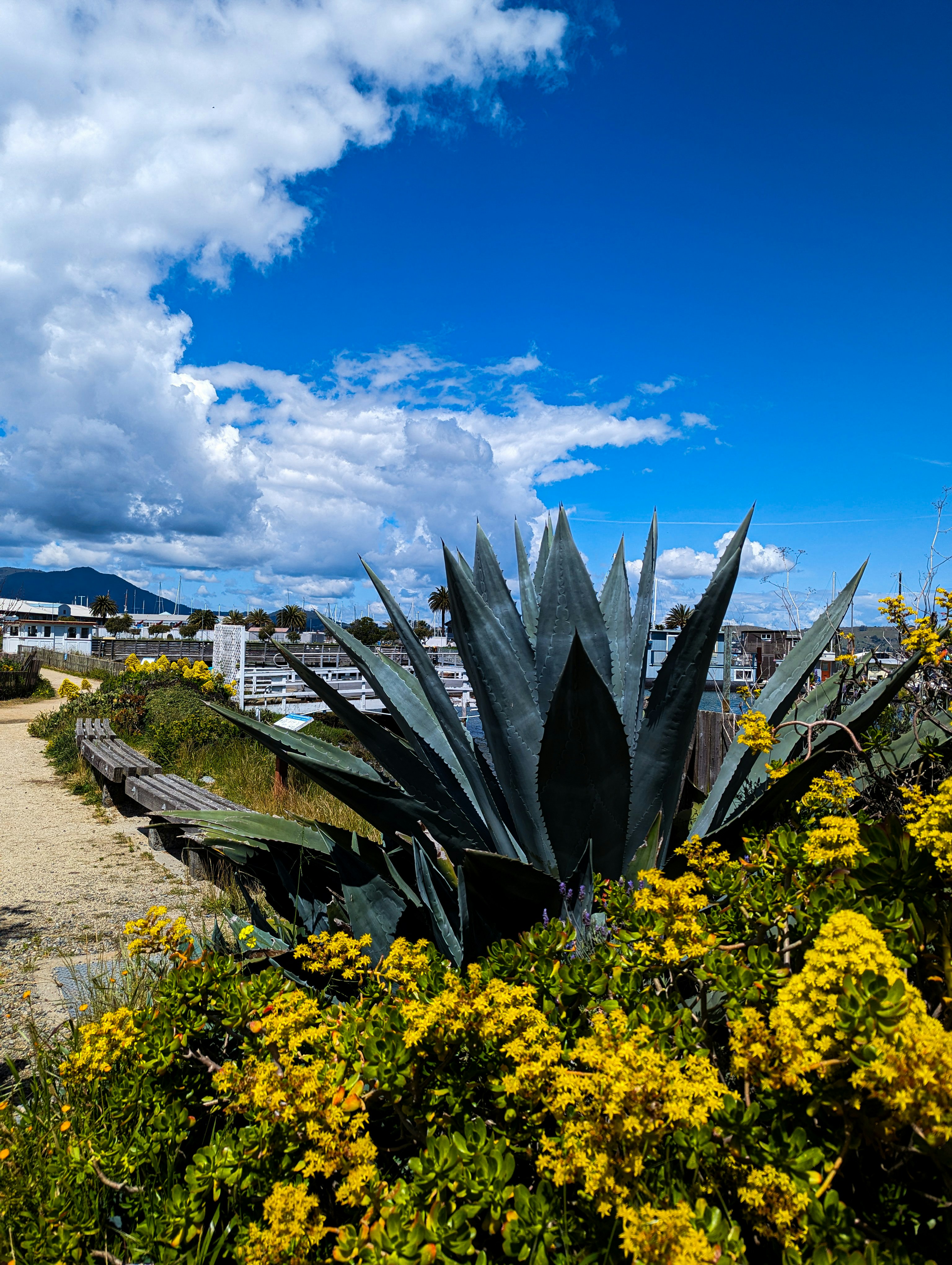 Agave Sentinel Amid Yellow Blooms Under a Clear Coastal Sky