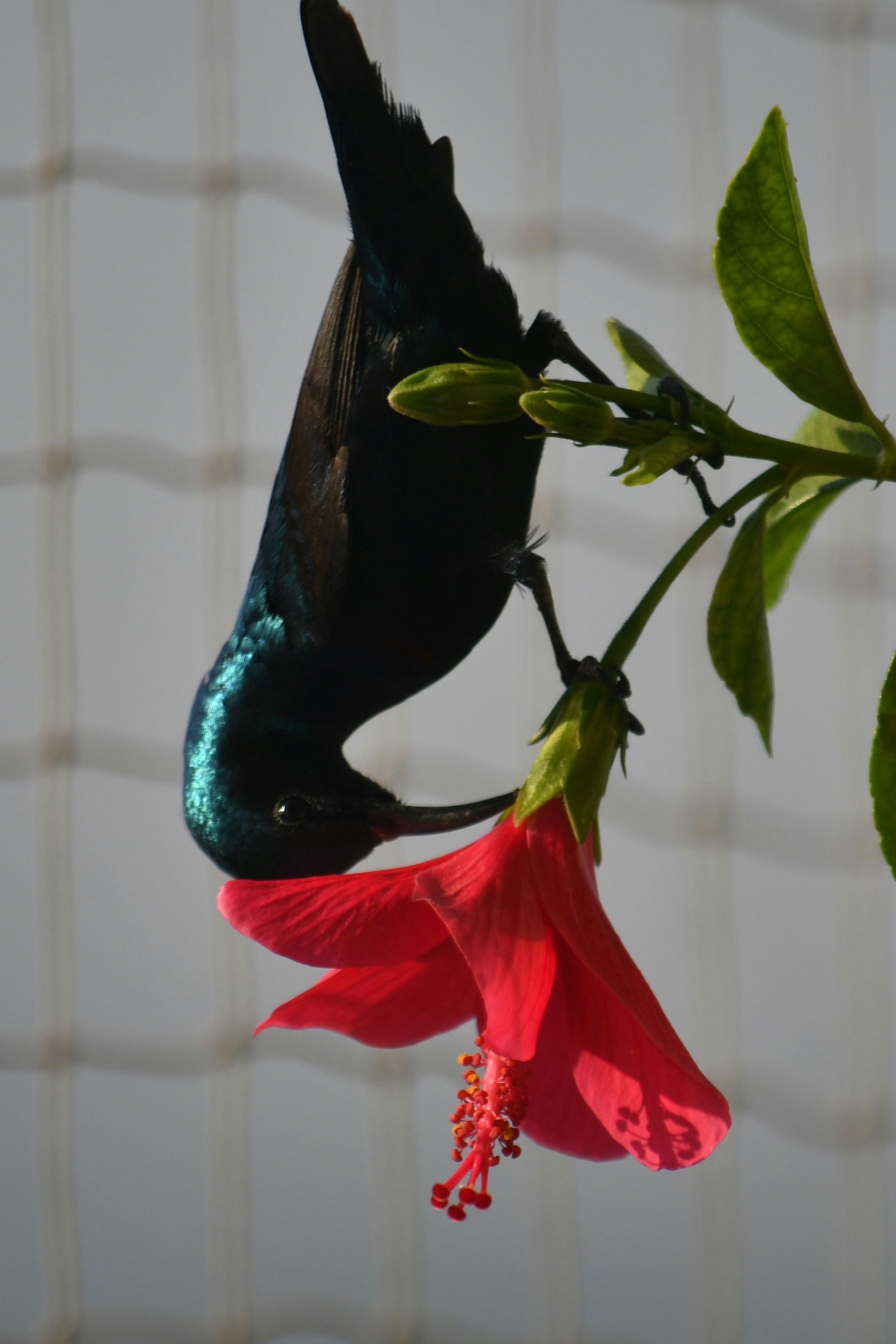 Emerald Hummingbird Sips Nectar from a Scarlet Hibiscus Bloom