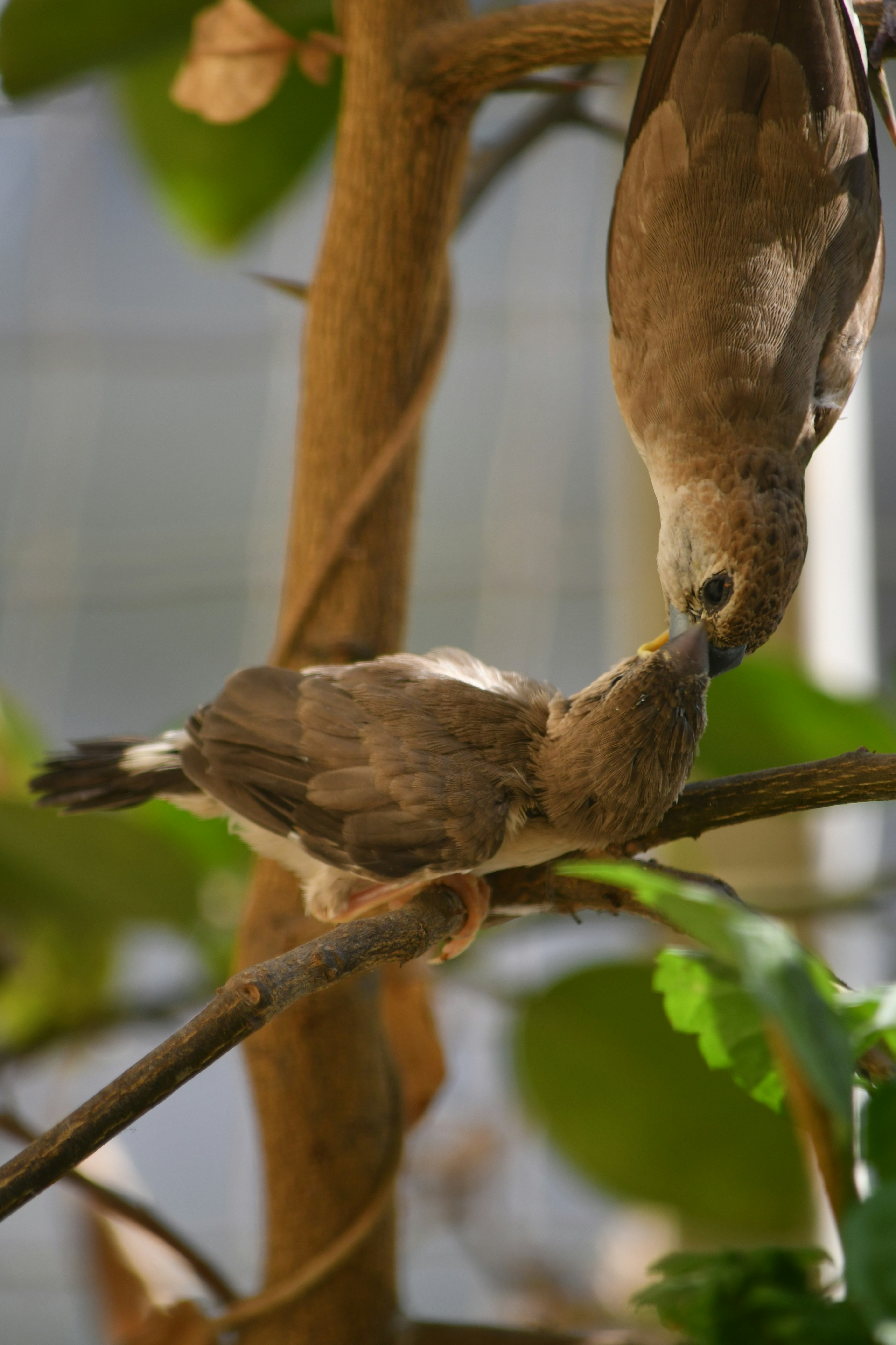 Feathered Exchange on a Sunlit Branch: Parent and Chick in Close Contact