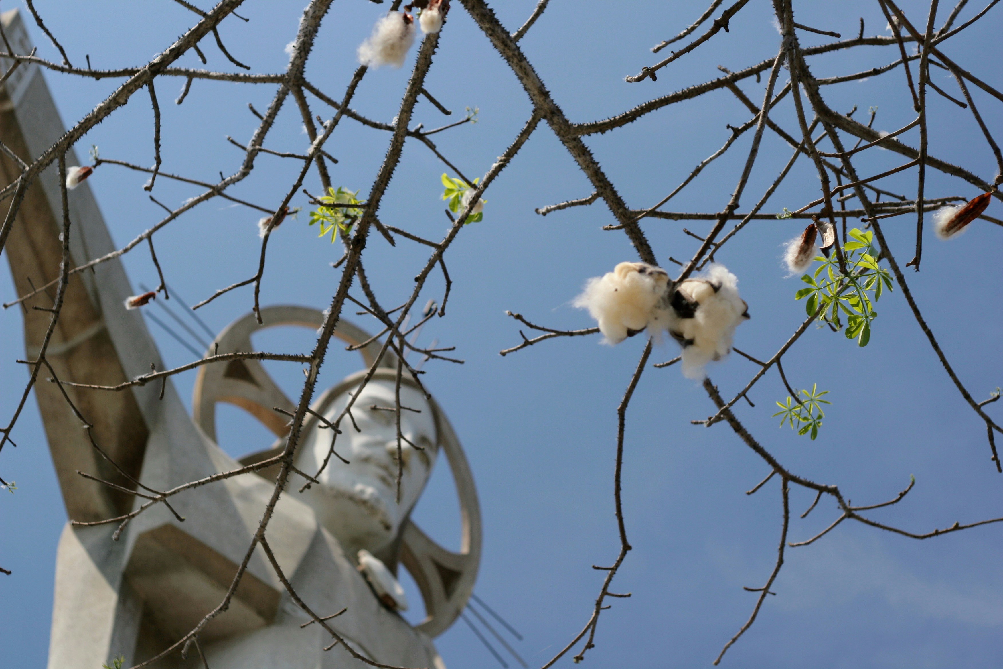 Statue partially obscured by branches and sky.