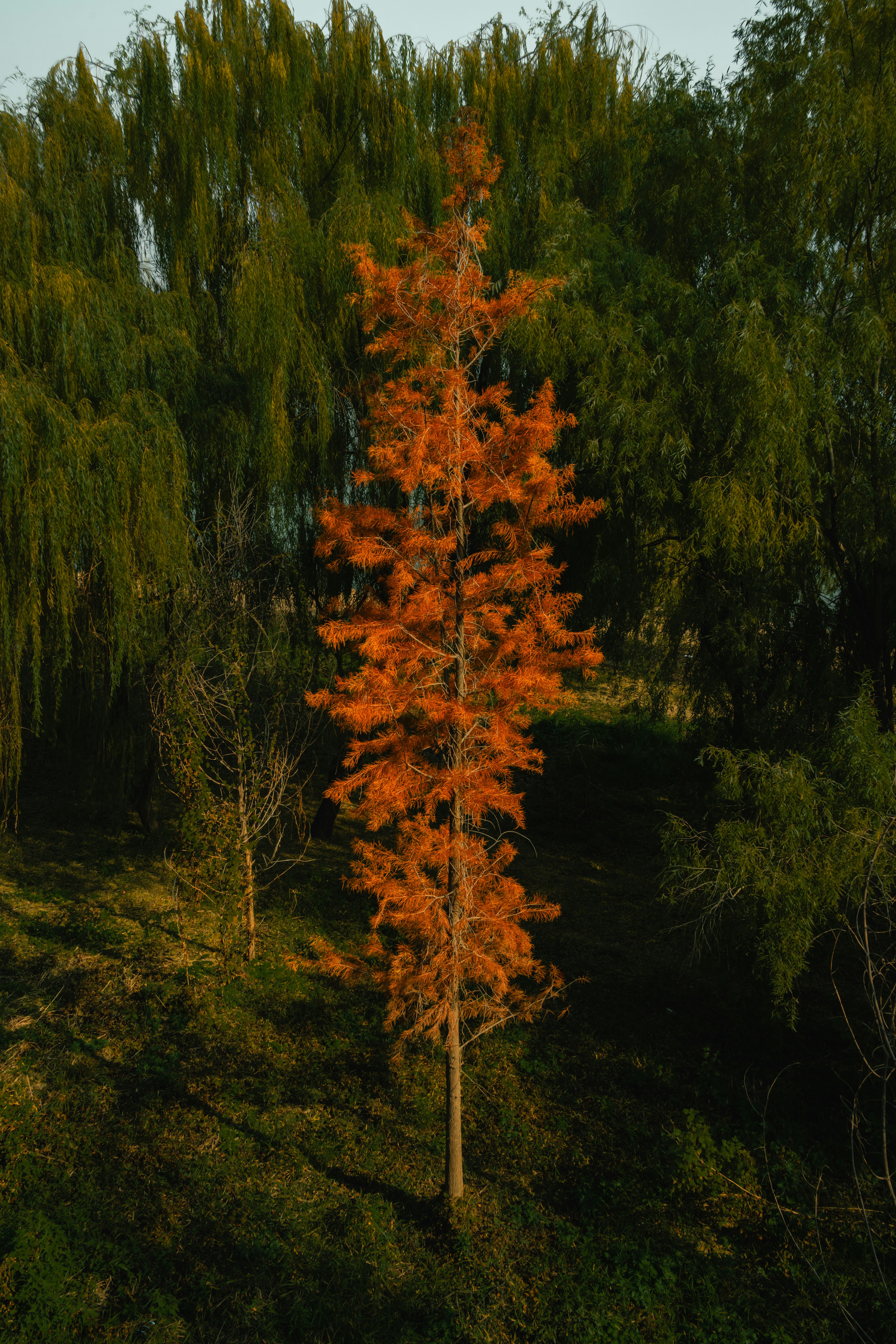 Ember Lone Tree: An Autumn Flame Amid Green Canopy