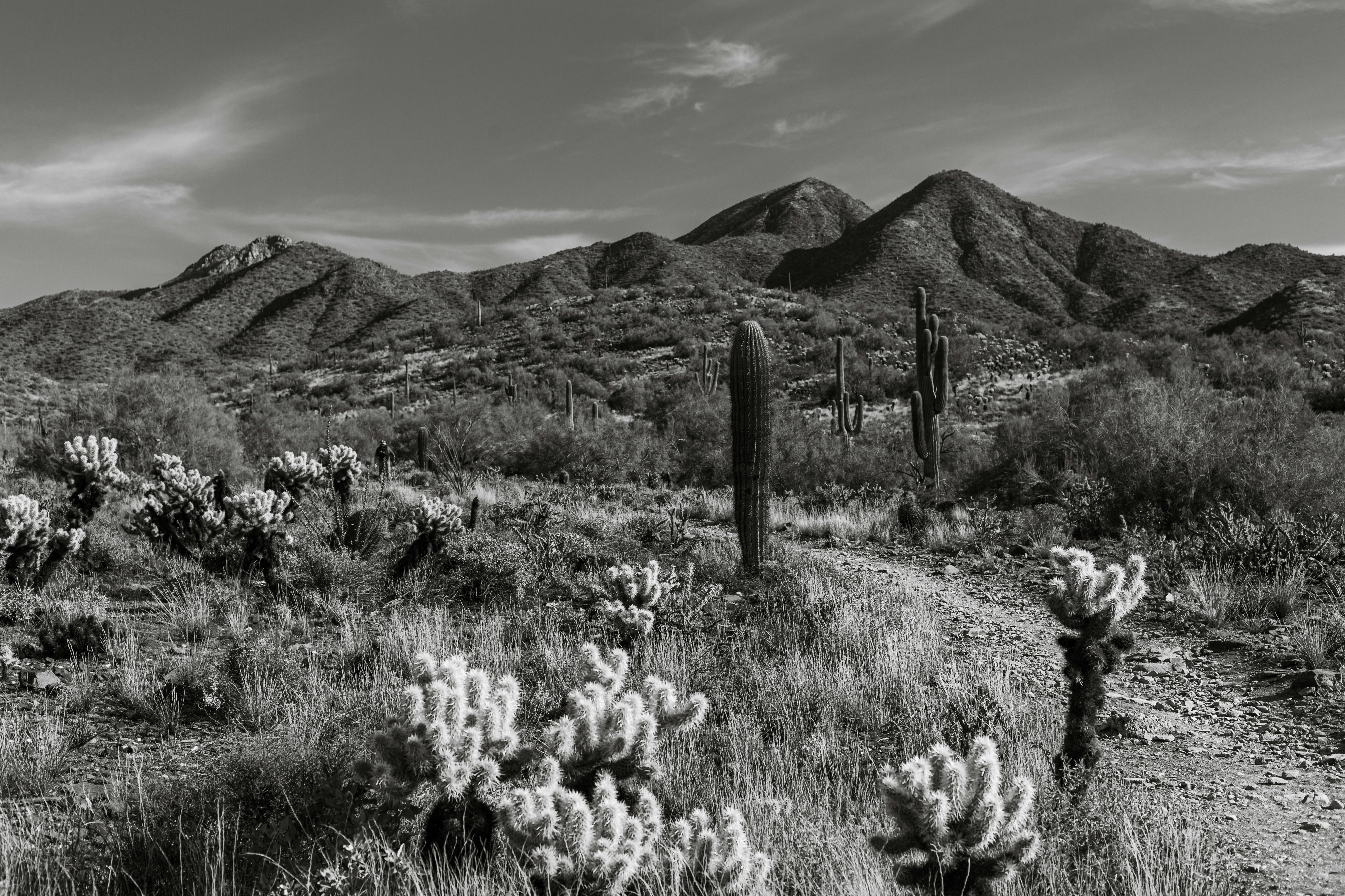Desert Pathway Under Monochrome Skies
