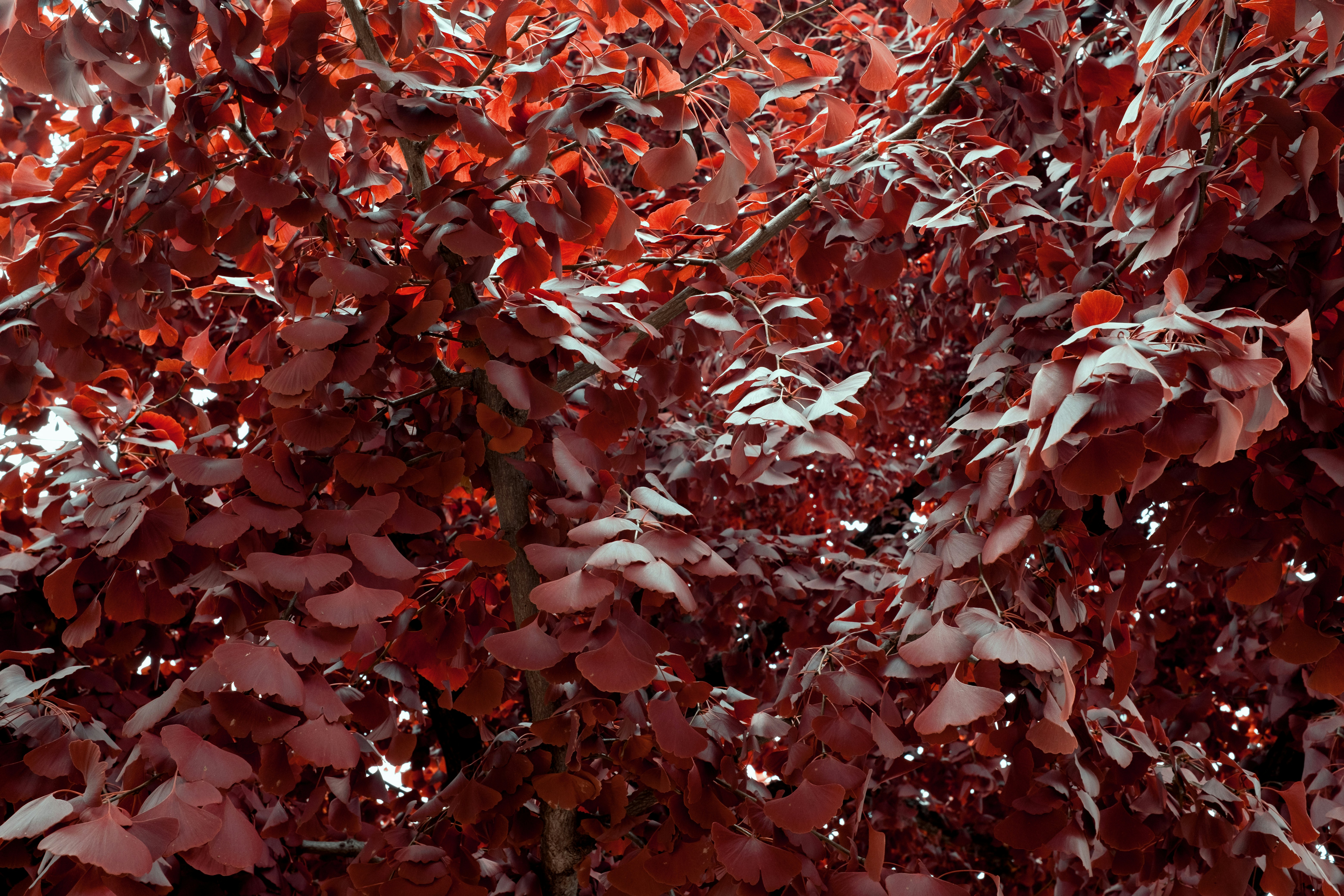 Red leaves fill the image, a beautiful fall scene. photo – Free ...
