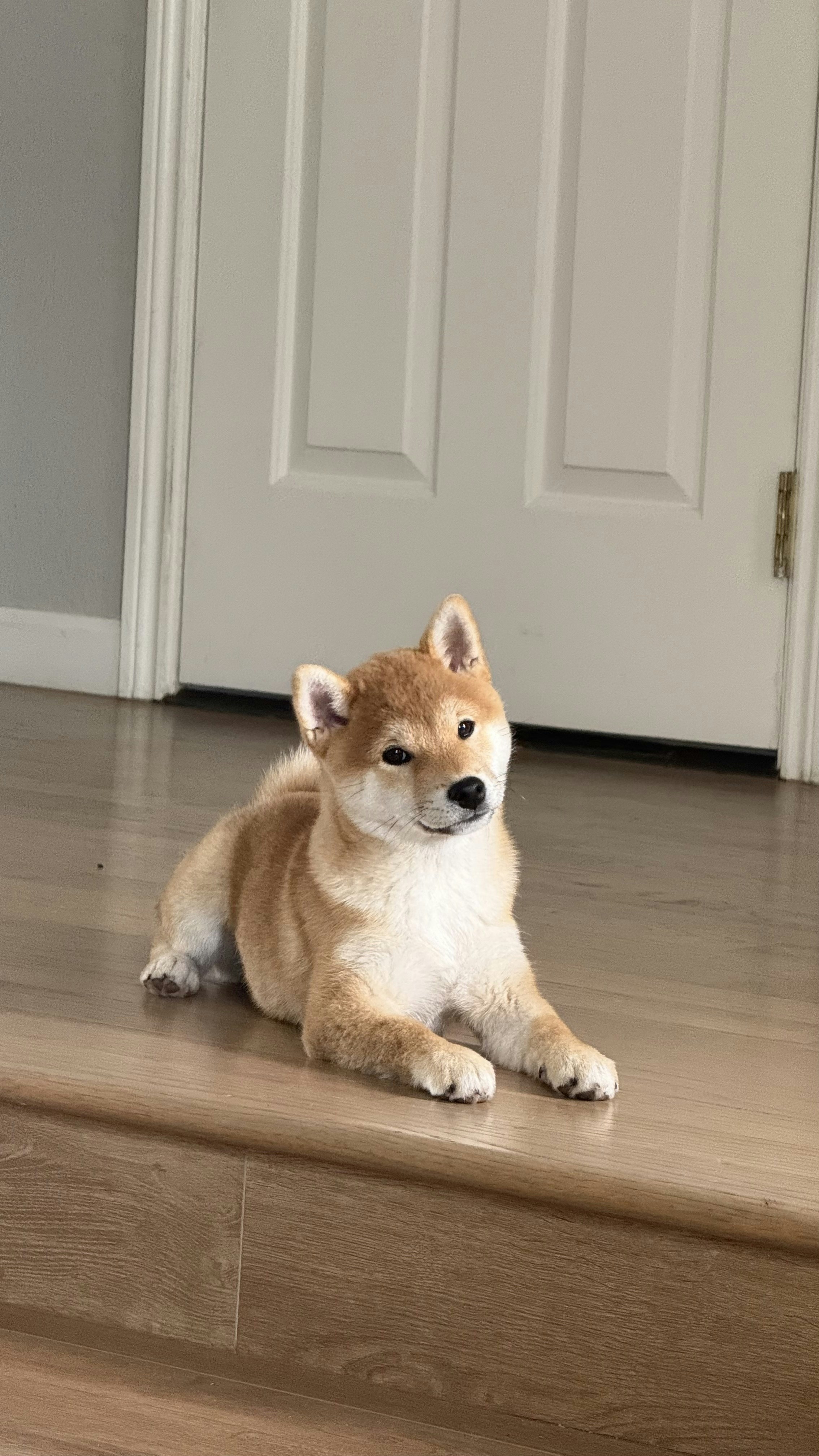 The Serene Watcher: A Shiba Inu's Moment of Reflection
