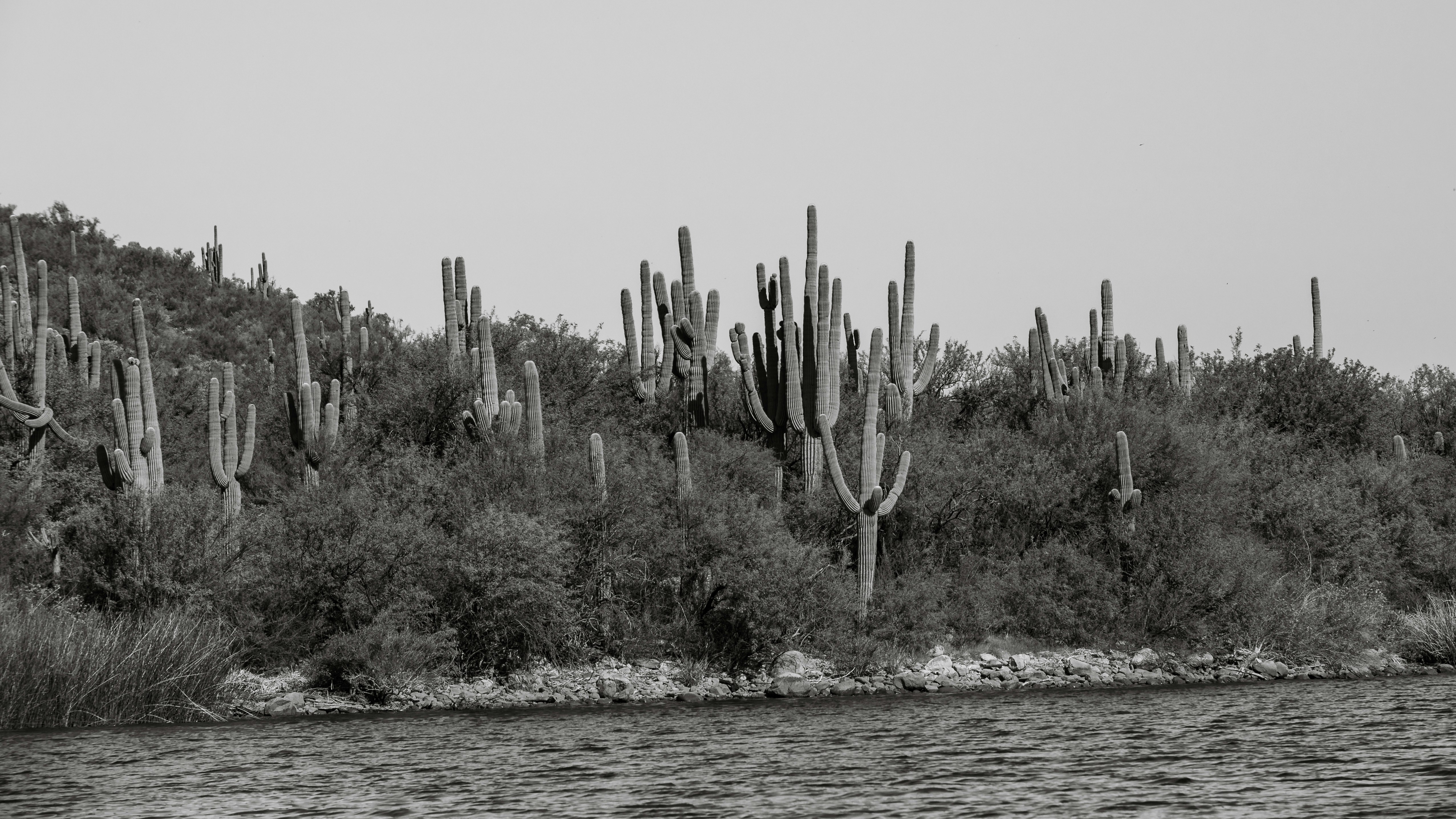 Saguaro cactus stand tall over the desert landscape.