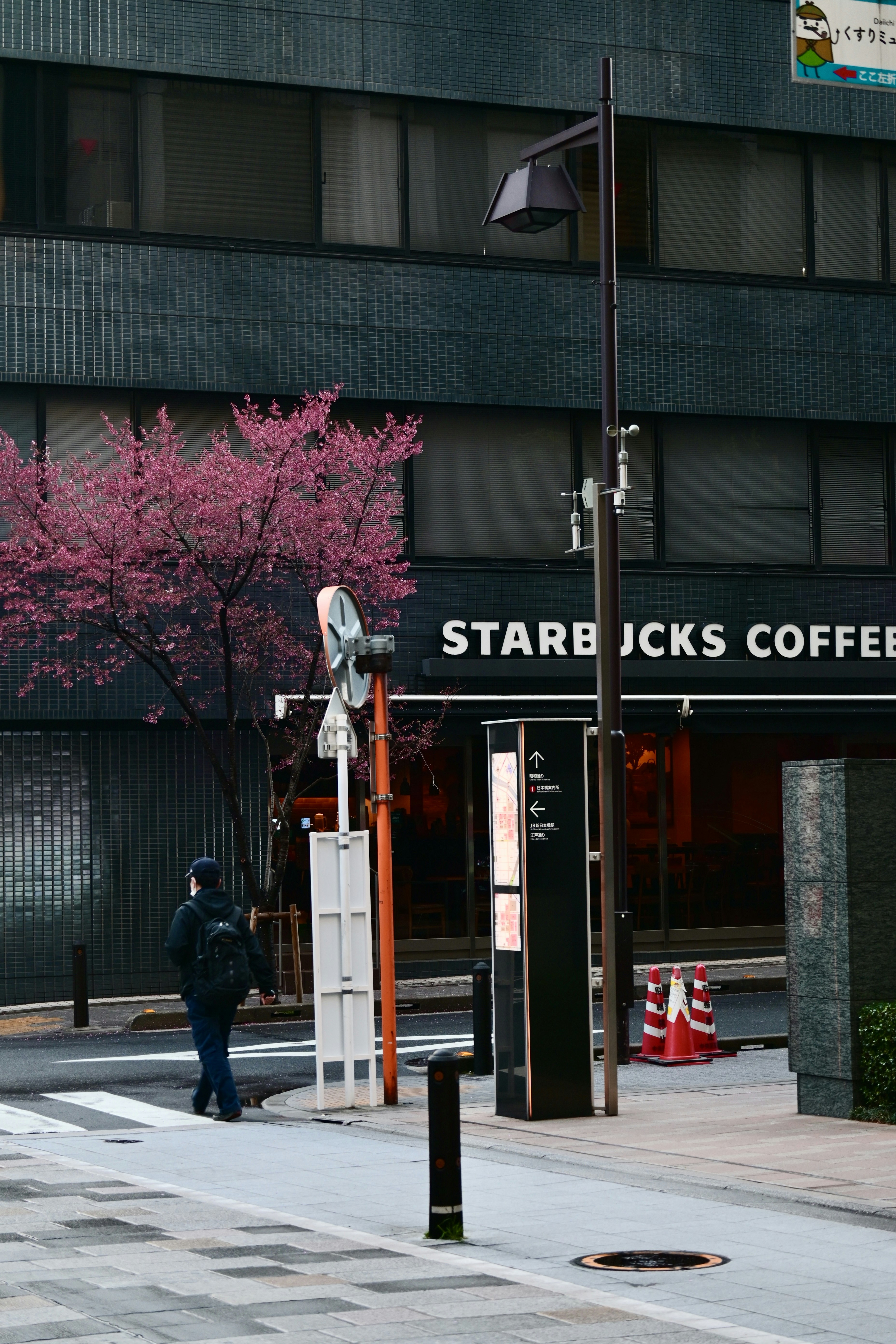 Cherry Blossom Corridor by Starbucks: A Quiet City Moment