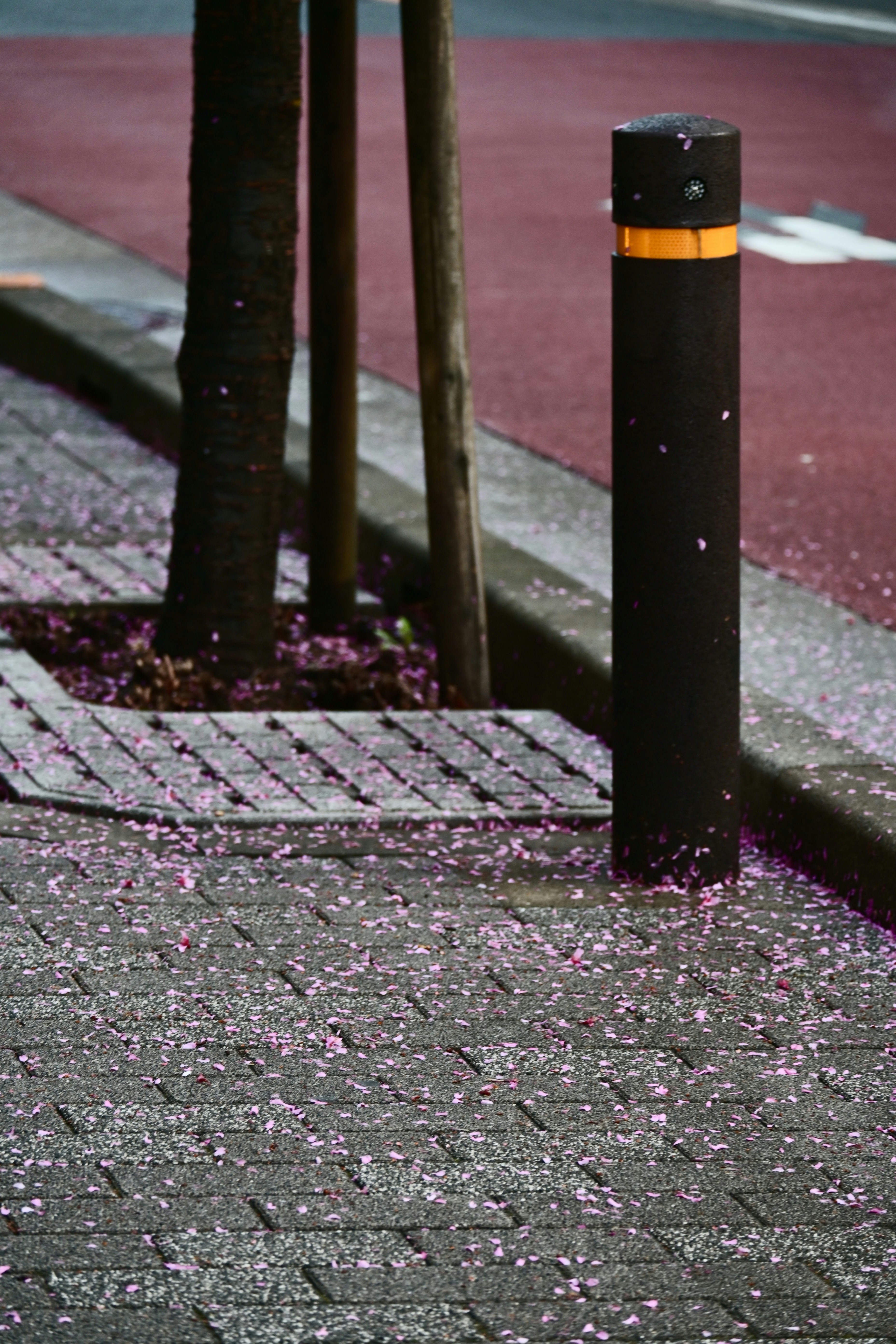 Urban Bollard in Bloom: Petals Scatter Across a Quiet Sidewalk