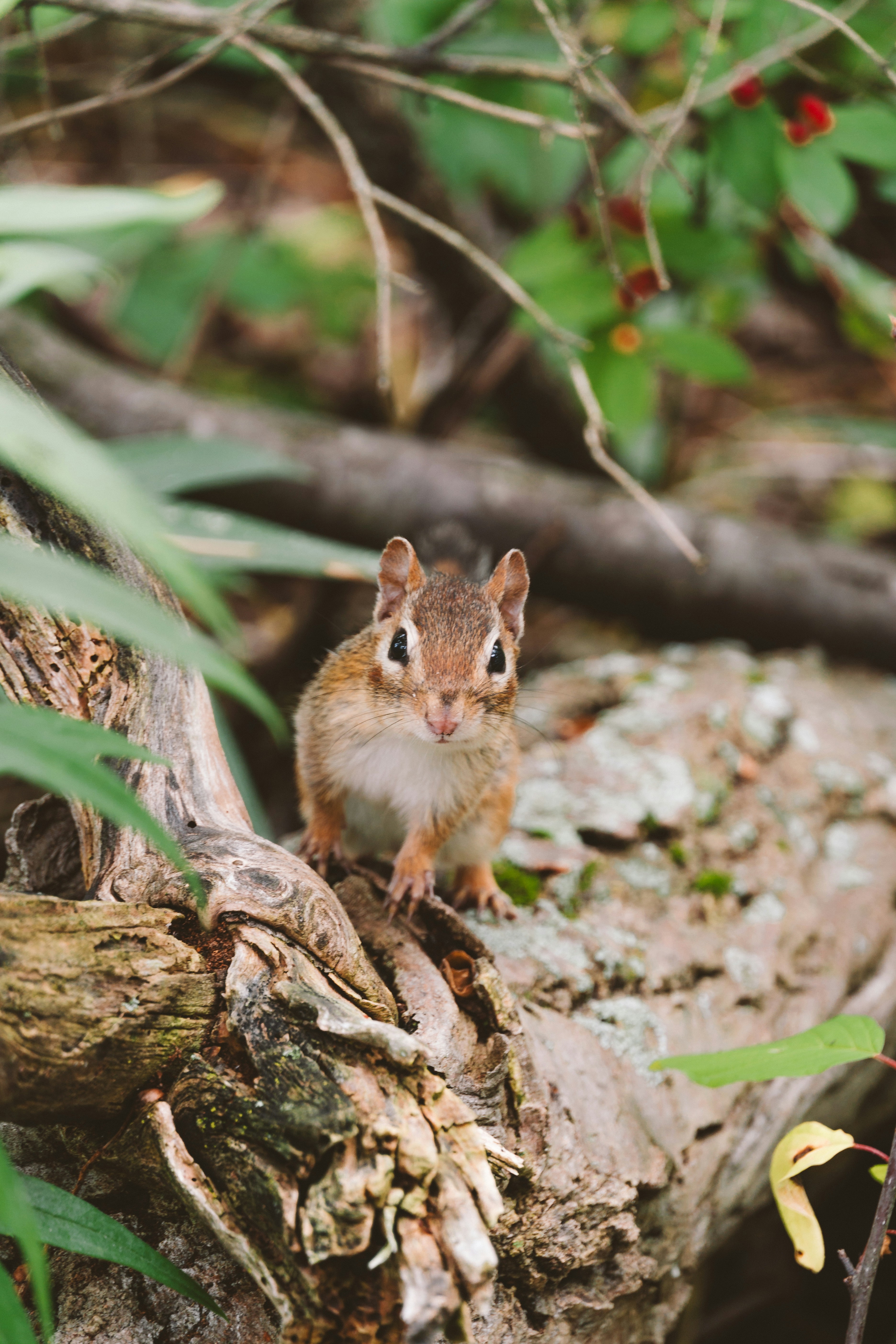 Una linda ardilla posa sobre un tronco. foto – Imagen de Animal ...