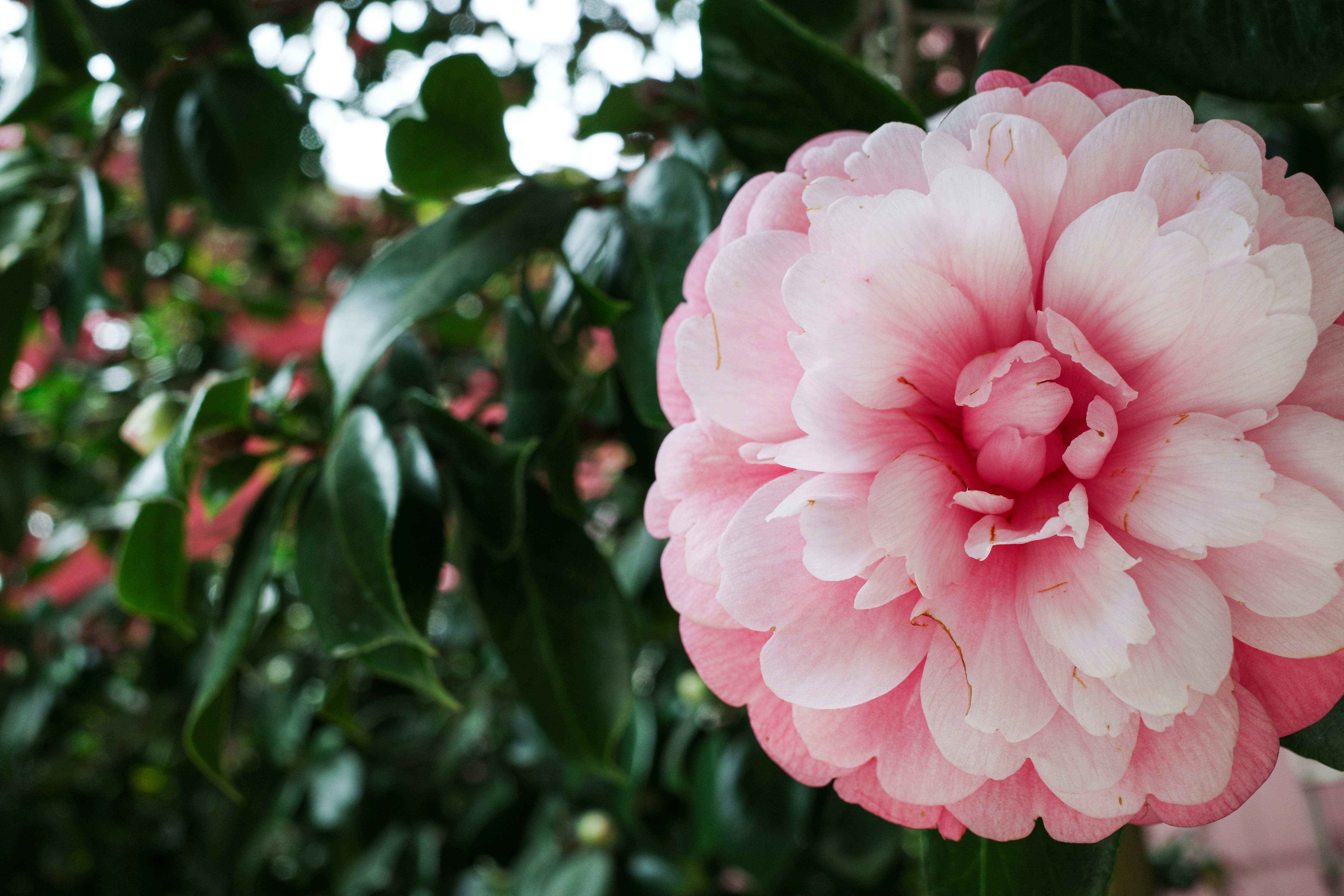 Pink camellia blossom with white edges against a backdrop of glossy leaves.