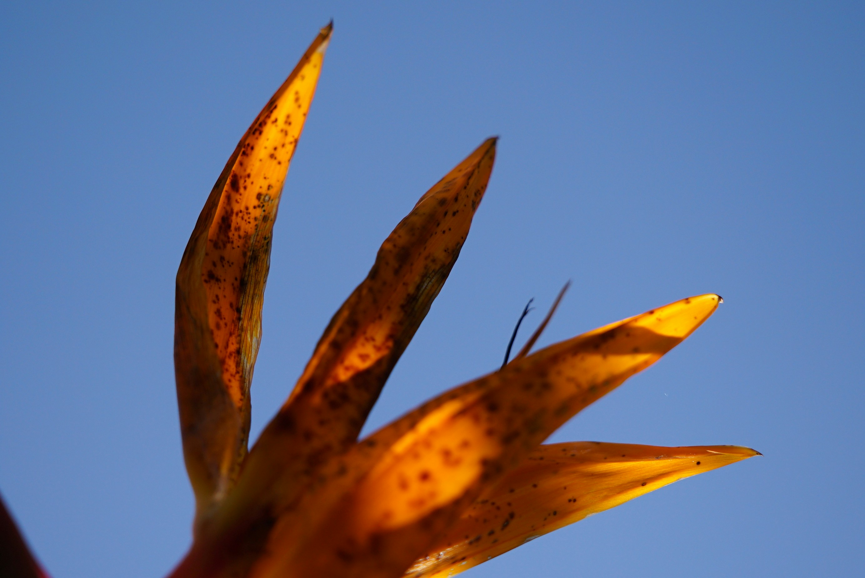 Golden Petals Reaching for the Sky