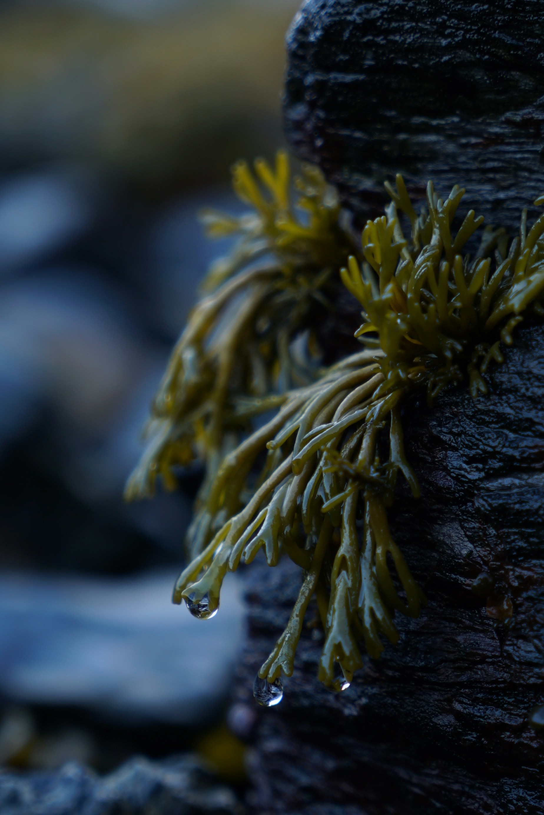 Wet seaweed clings to a dark, textured rock. photo – Free Sea water ...