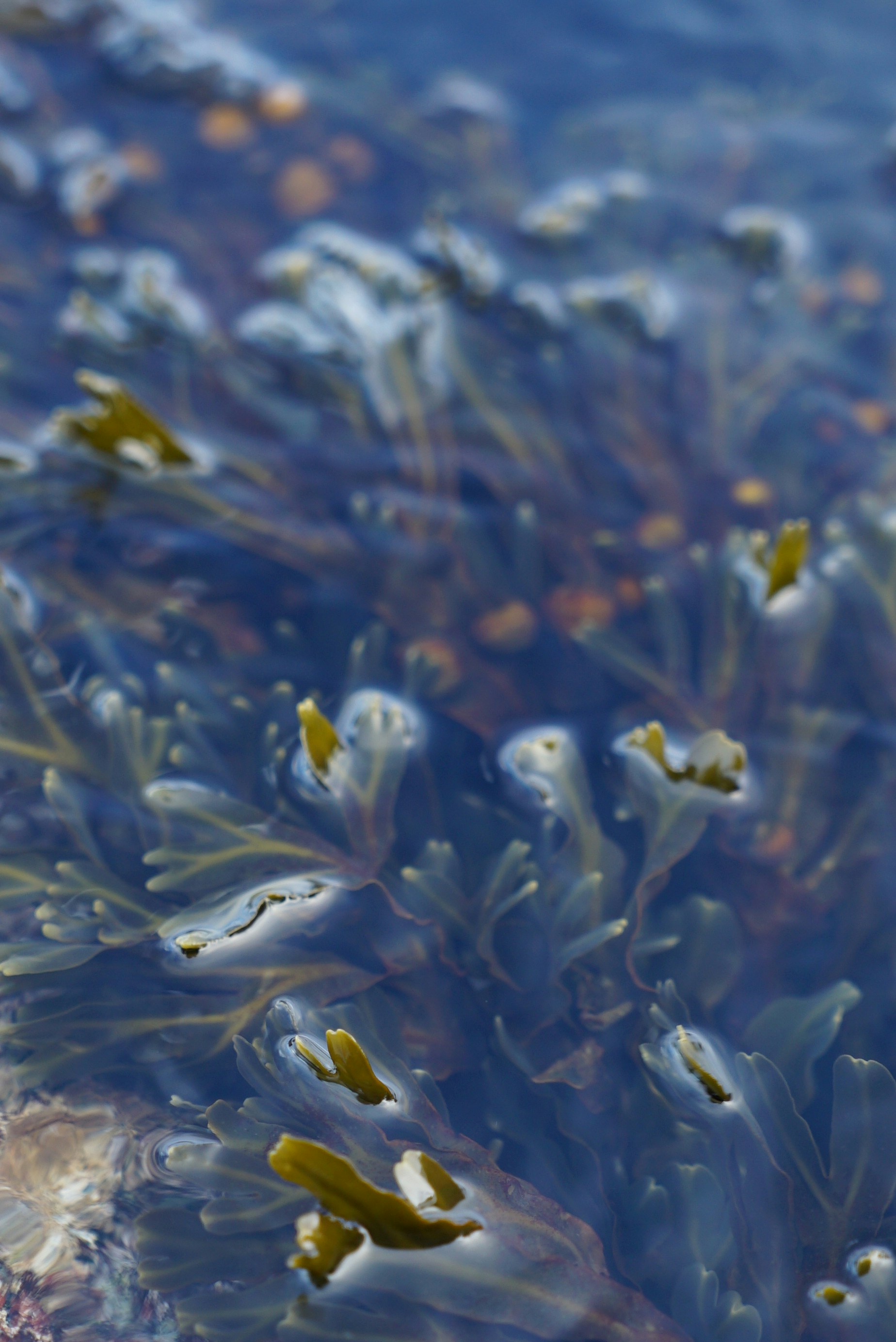 Seaweed floats in shallow, clear water.