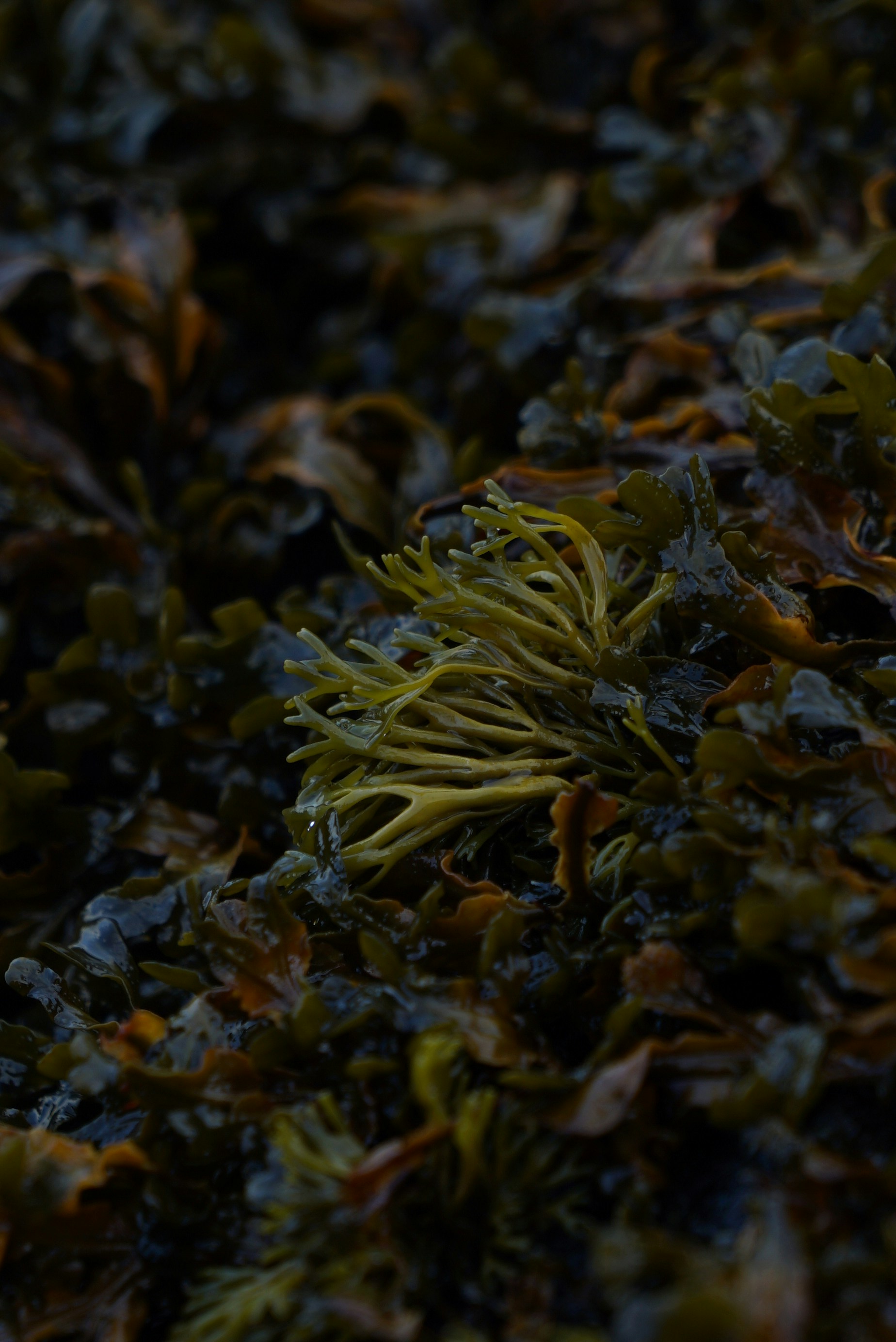 Seaweed of different colors and textures is shown. photo – Free Plant ...
