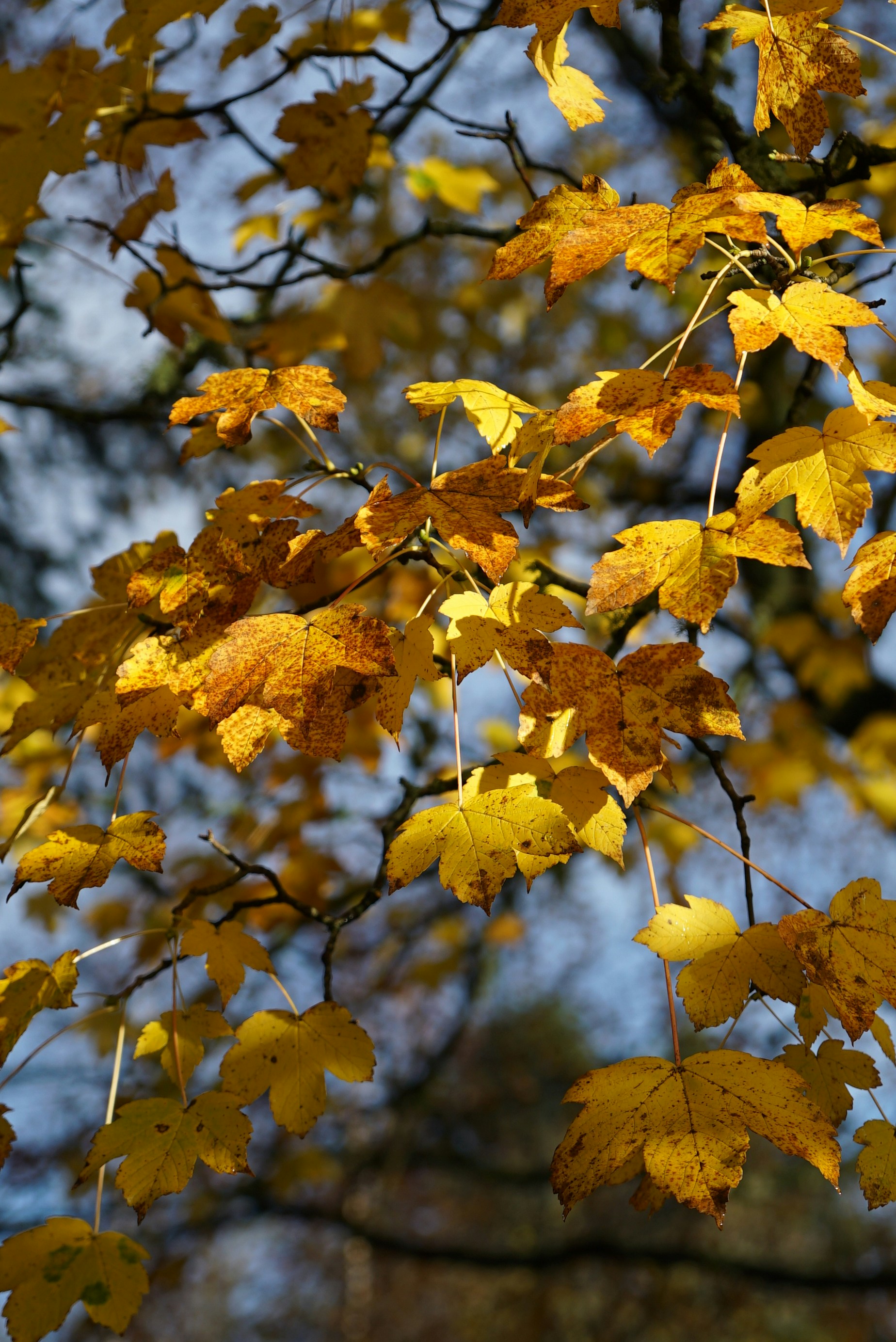 Vibrant yellow autumn leaves illuminated by sunlight, creating a warm glow against a soft blue sky.