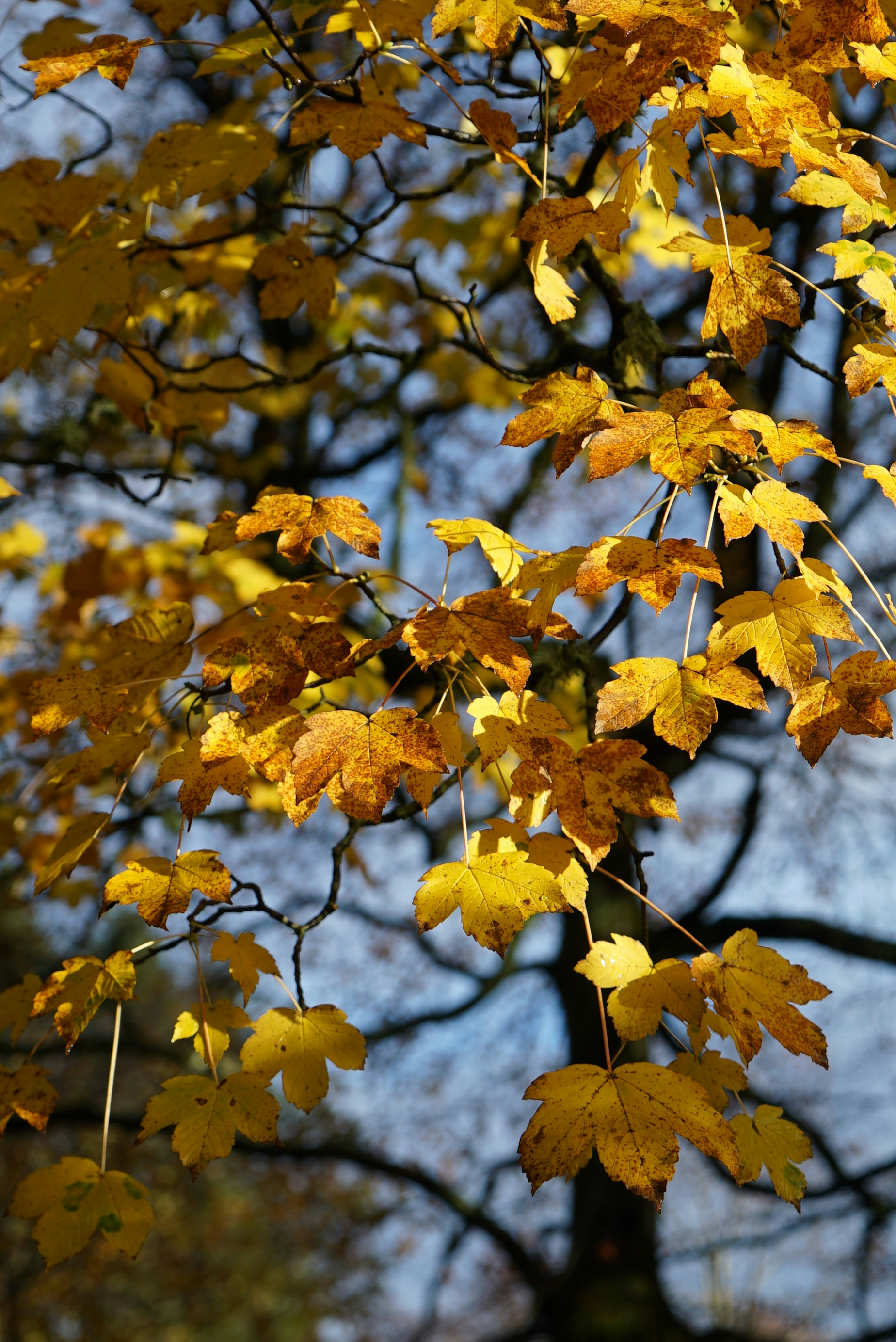 Photo by Mónica Ferreira with Sony Alpha 7S
